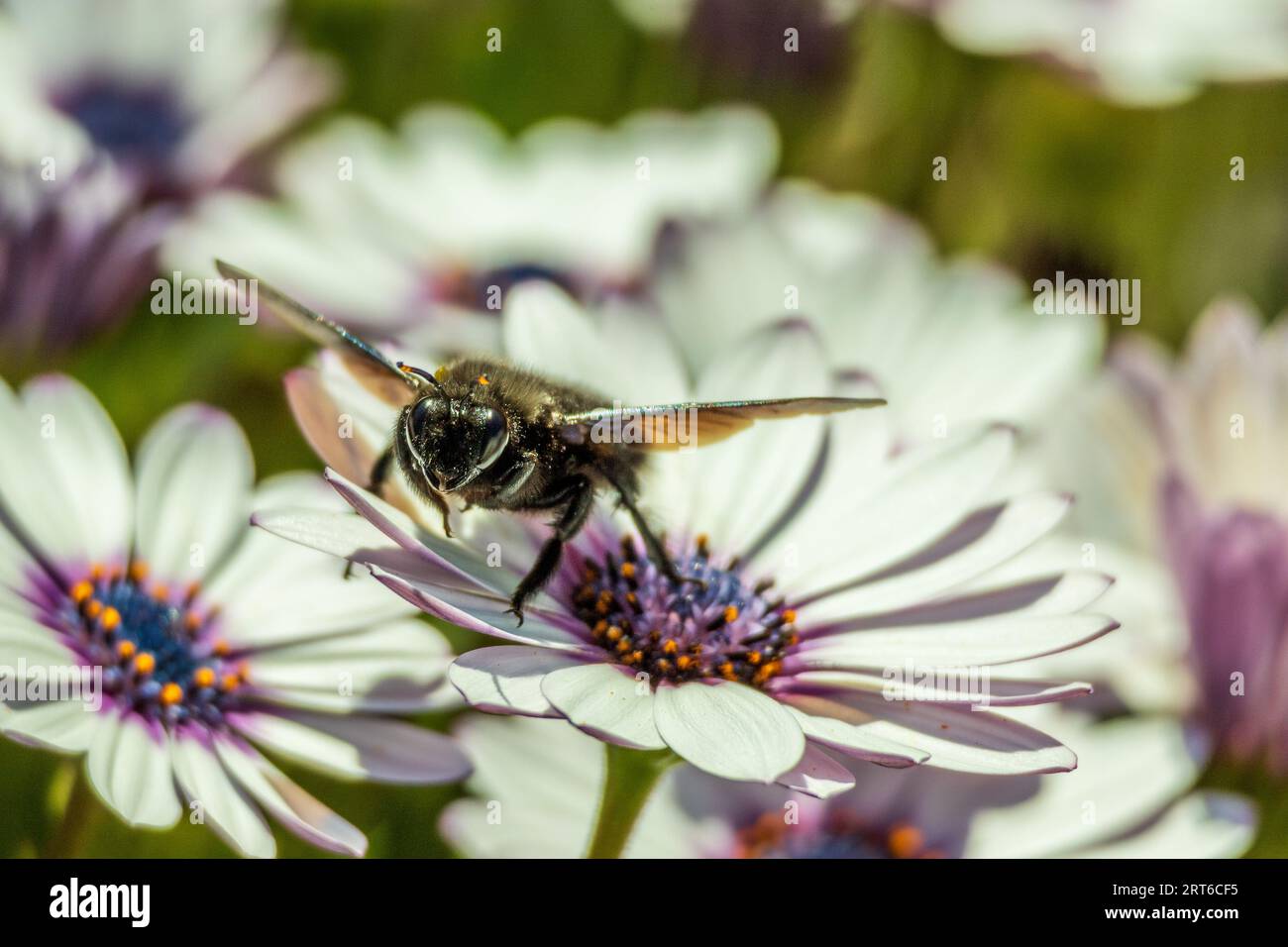 Xylocopa violacea, Violet Carpenter Bee on a White Daisy Flower Stock ...