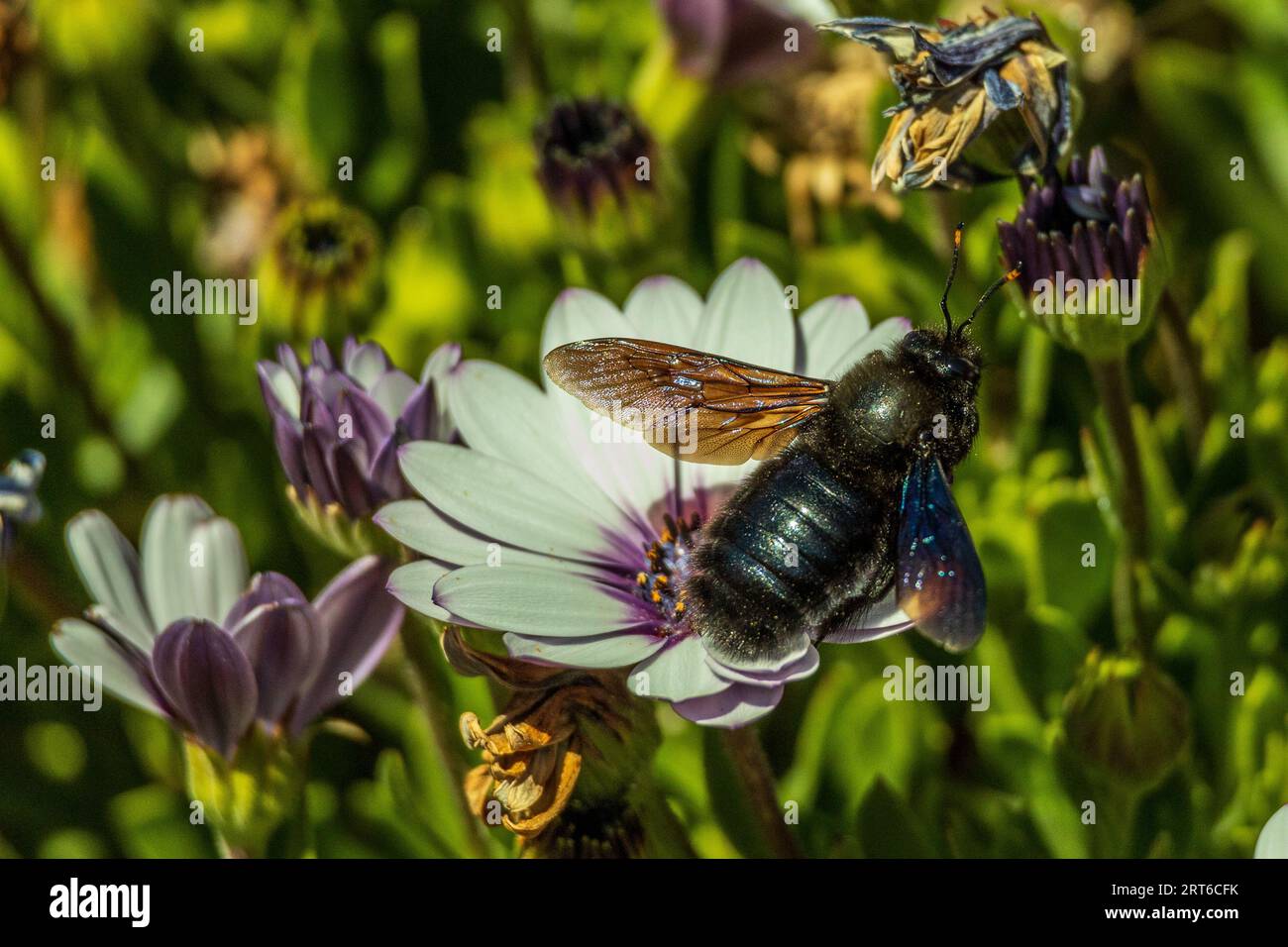 Xylocopa violacea, Violet Carpenter Bee on a White Daisy Flower Stock ...