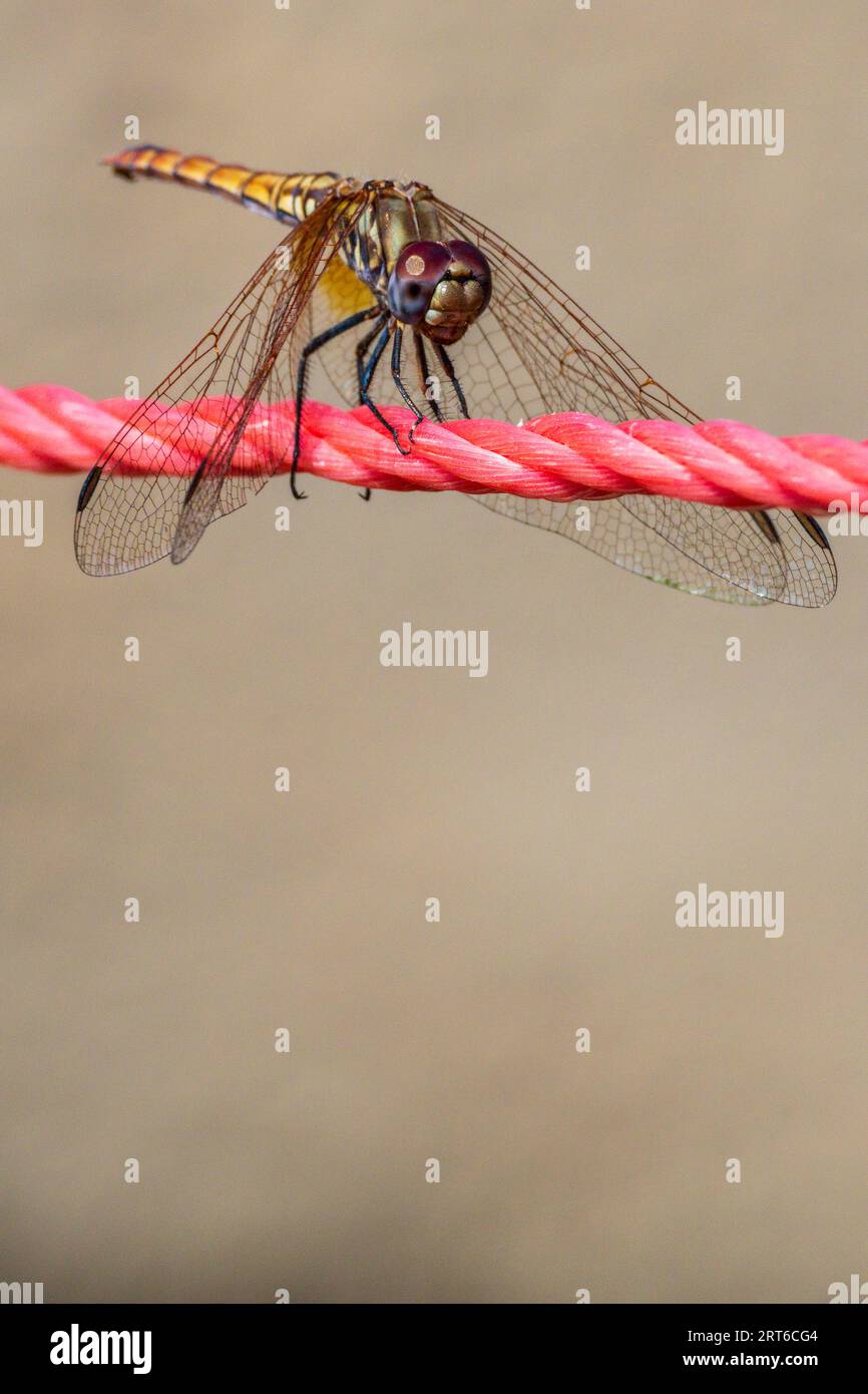 Trithemis annulata, Violet Dropwing, with copy space and a Natural ...