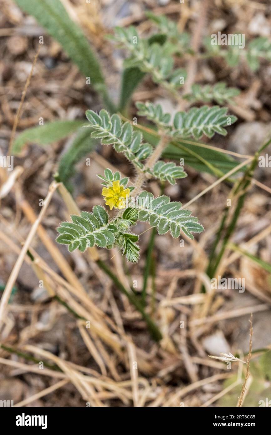 Puncture vine hi-res stock photography and images - Alamy