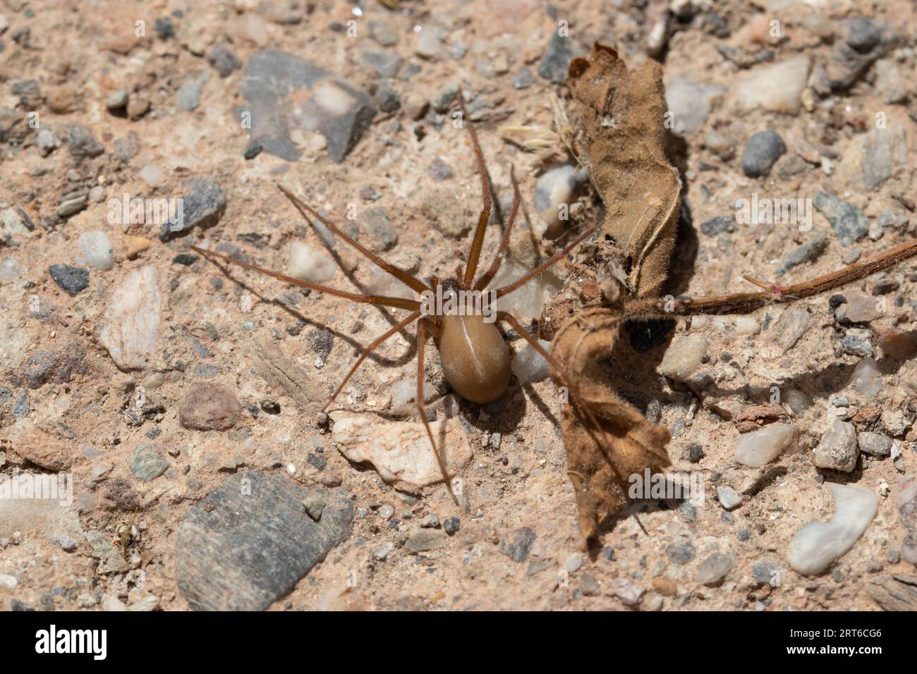 Loxosceles rufescens, Mediterranean Recluse Spider Stock Photo - Alamy