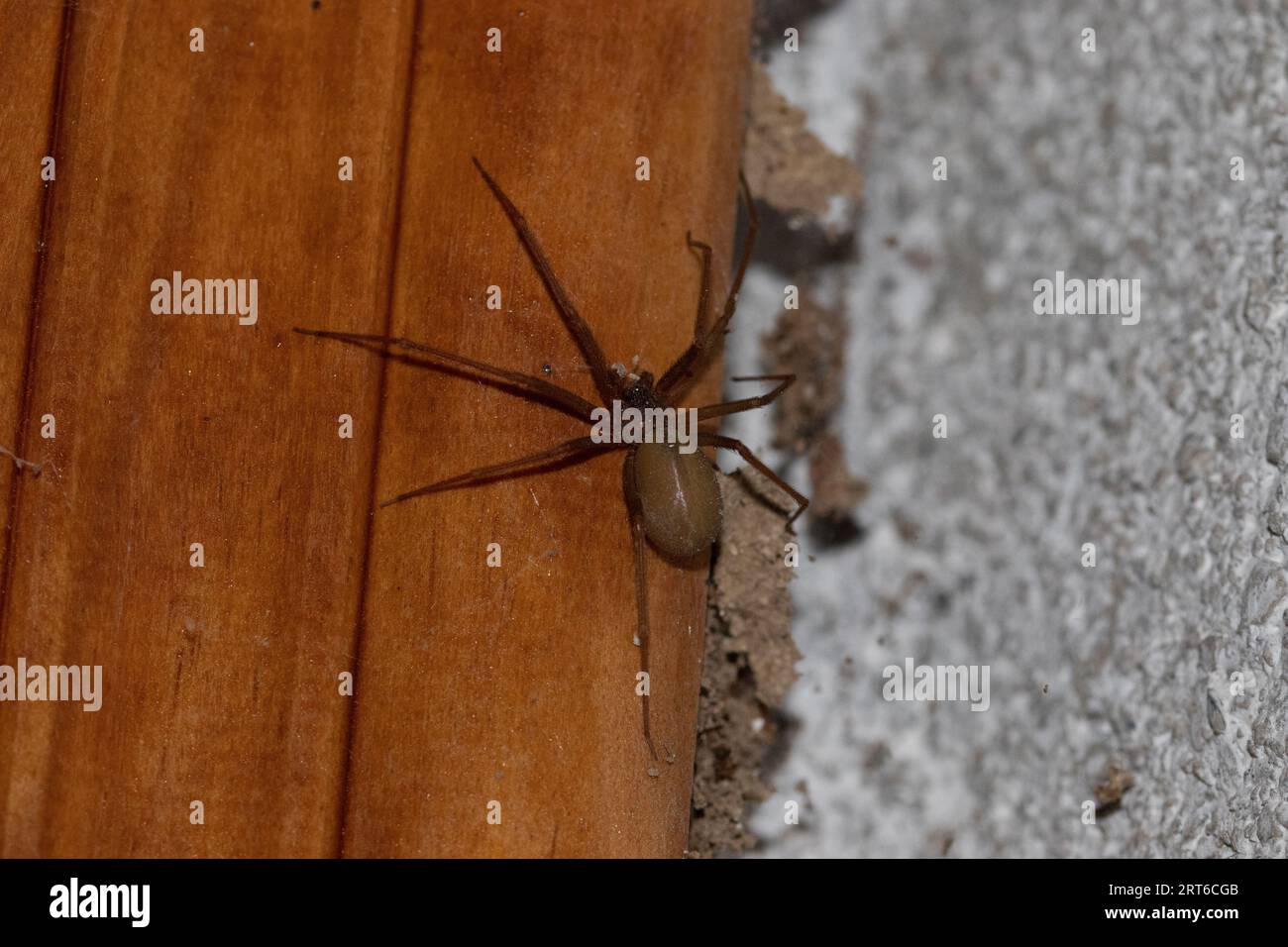 Loxosceles rufescens, Mediterranean Recluse Spider Stock Photo - Alamy