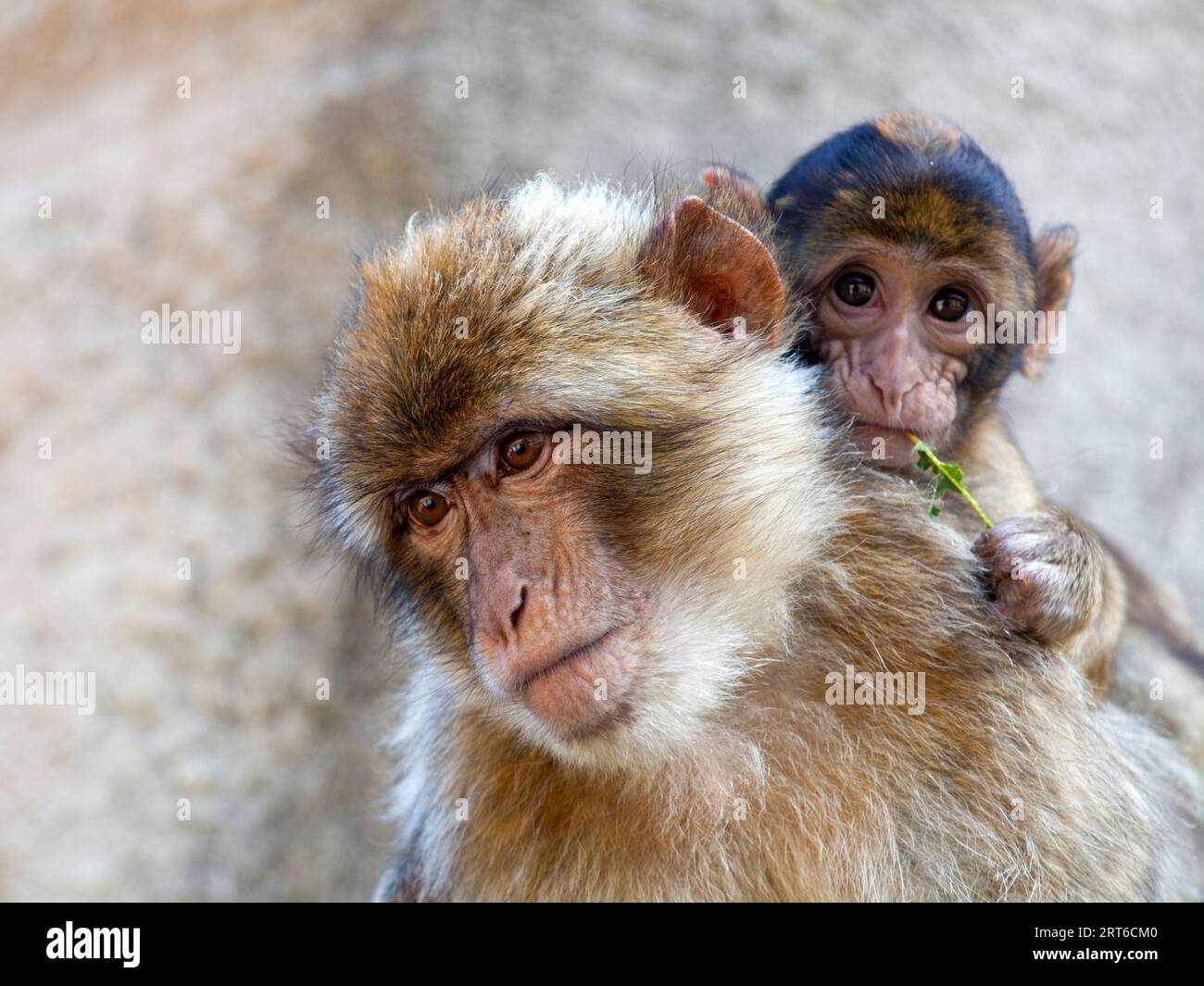 Berber monkey hi-res stock photography and images - Alamy