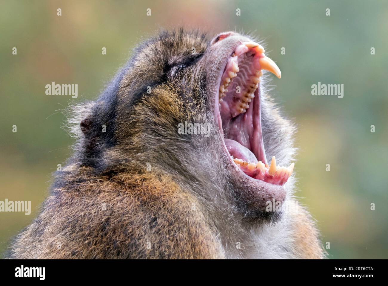 Berber monkey hi-res stock photography and images - Alamy
