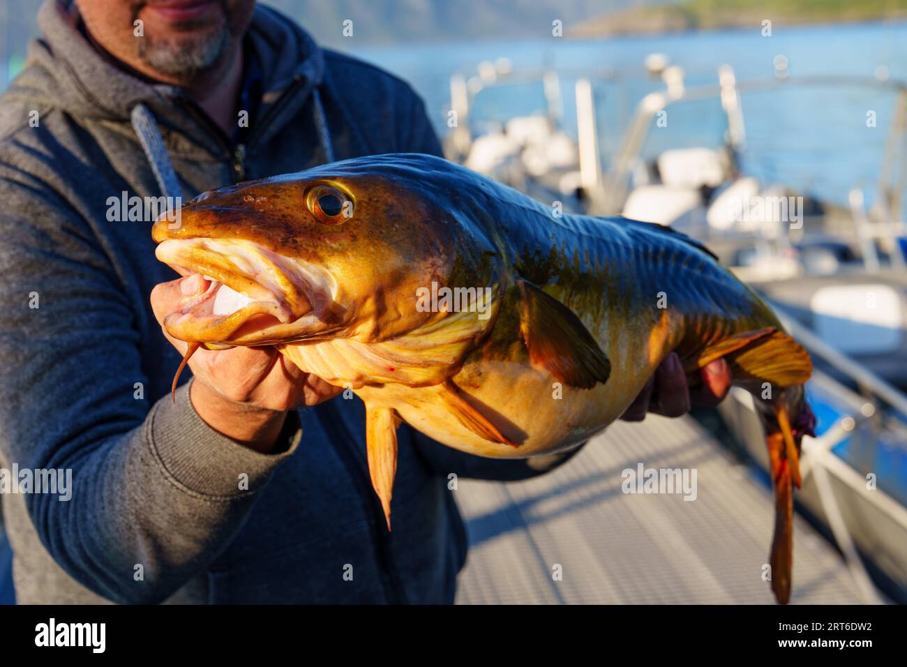 Fisherman with big cod fish. Norwegian fisherman has caught large Cod ...