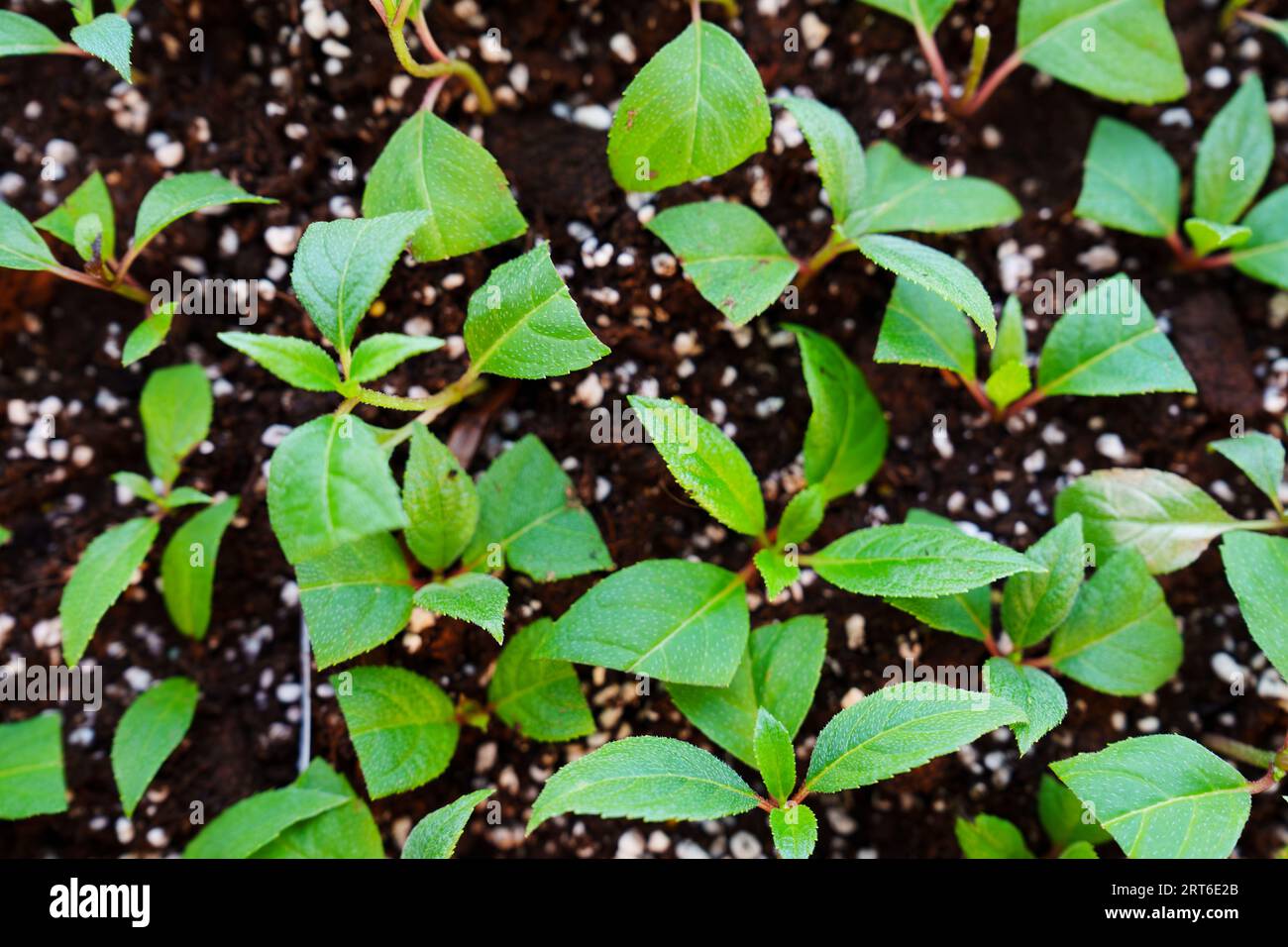 Growing Hydrangeas paniculata from Cuttings. Seedlings in their ...