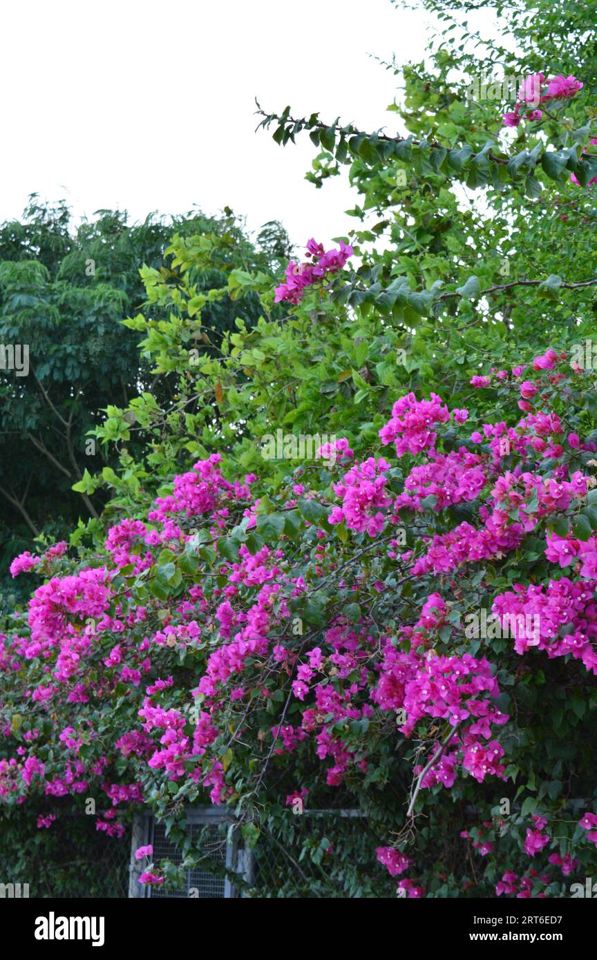 Hello friends. Nature photography is very beautiful. These high-quality ...