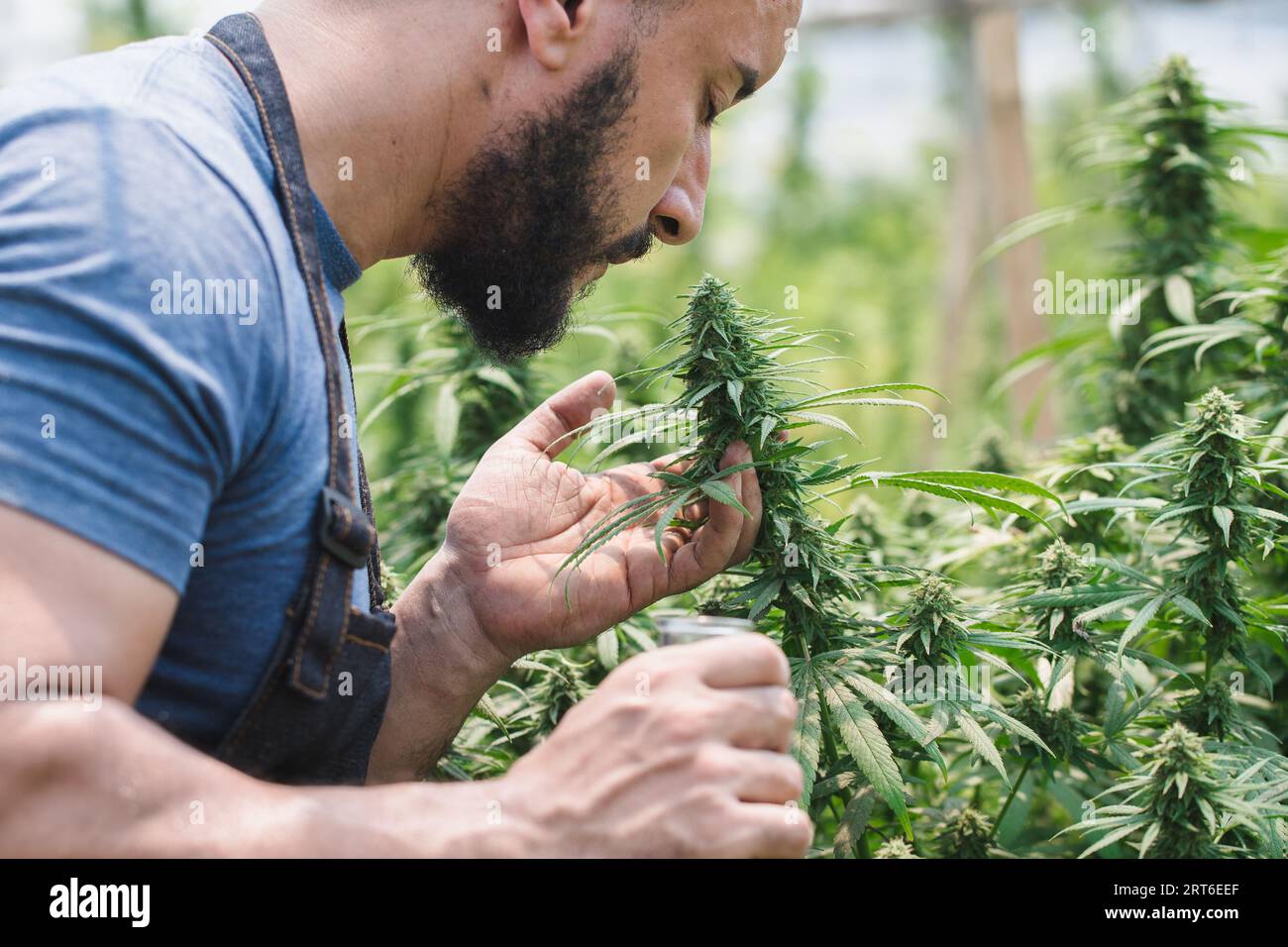 Farmer checking hemp plants in the field, Cultivation of marijuana ...