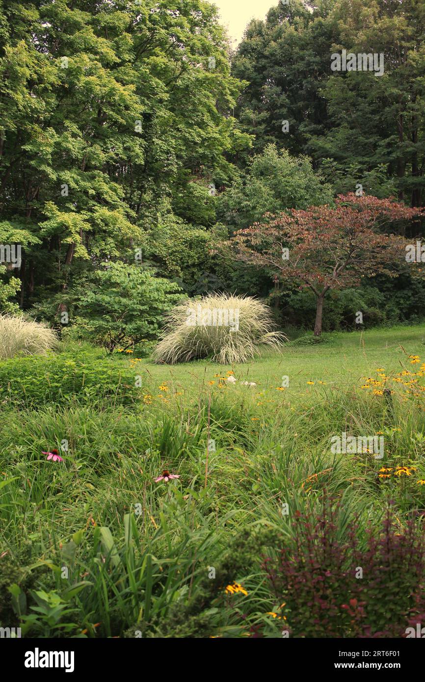 A beautiful meadow overgrown with summer plants Stock Photo - Alamy