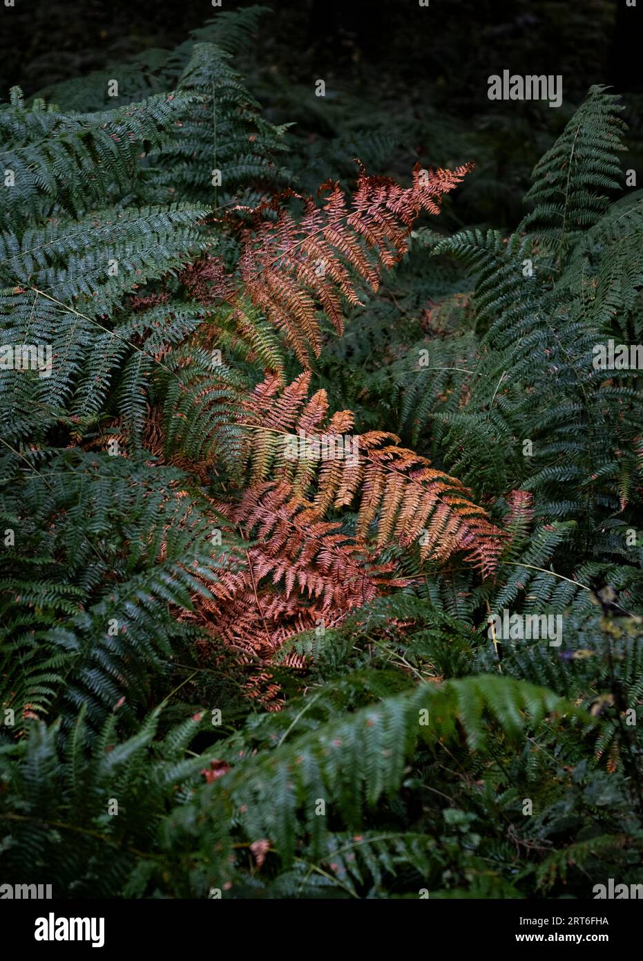 Early autumn colours on Bracken signals change of seasons in woodland ...