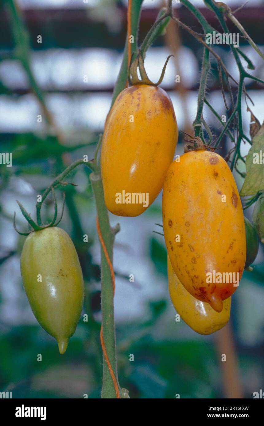 Tomato 'Banana Legs' Stock Photo - Alamy