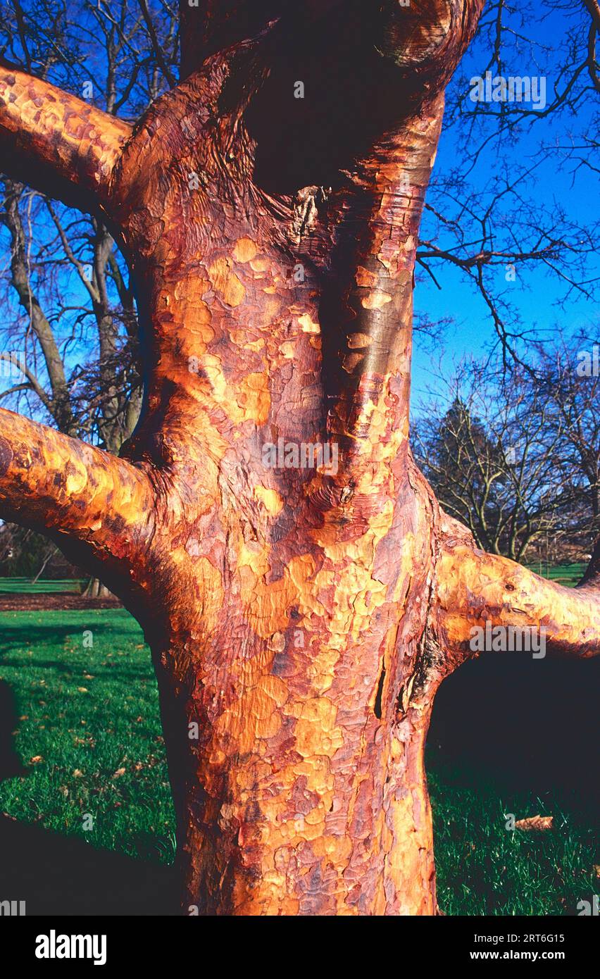 Small acer griseum tree hi-res stock photography and images - Alamy