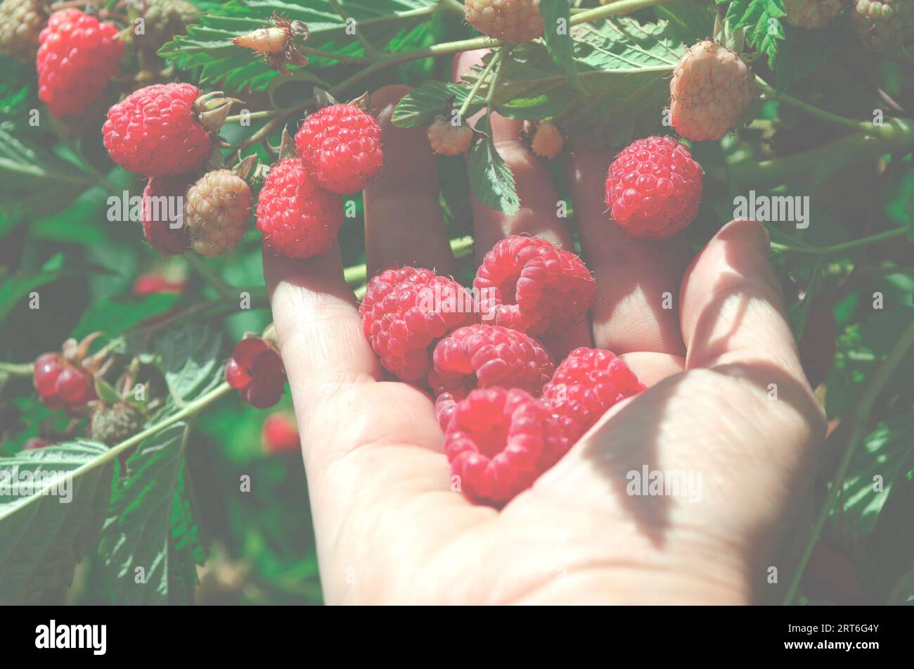 Organic raspberry harvest season. Red raspberries Stock Photo - Alamy