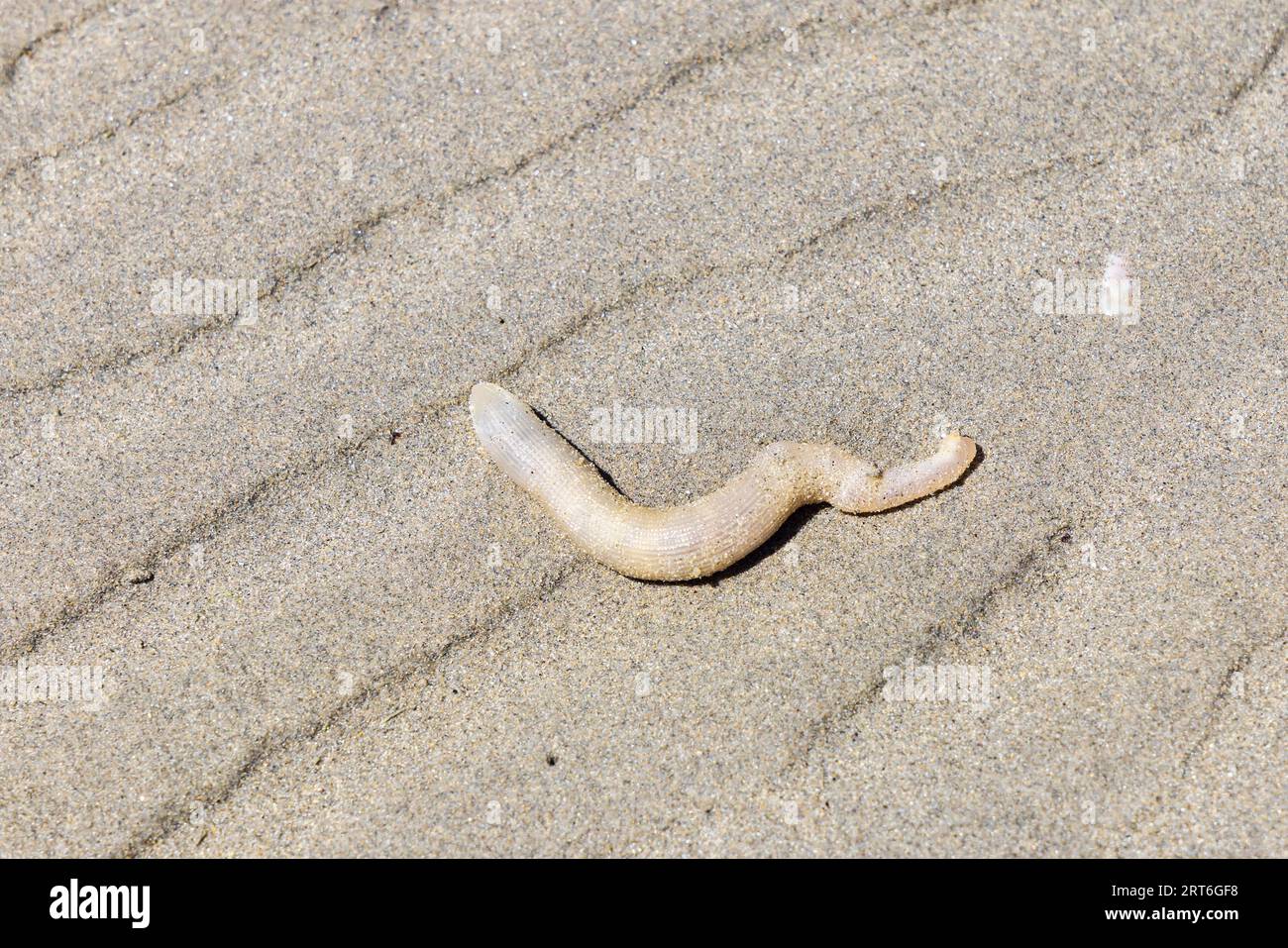 picture of a light colored lugworm on a sand beach Stock Photo - Alamy