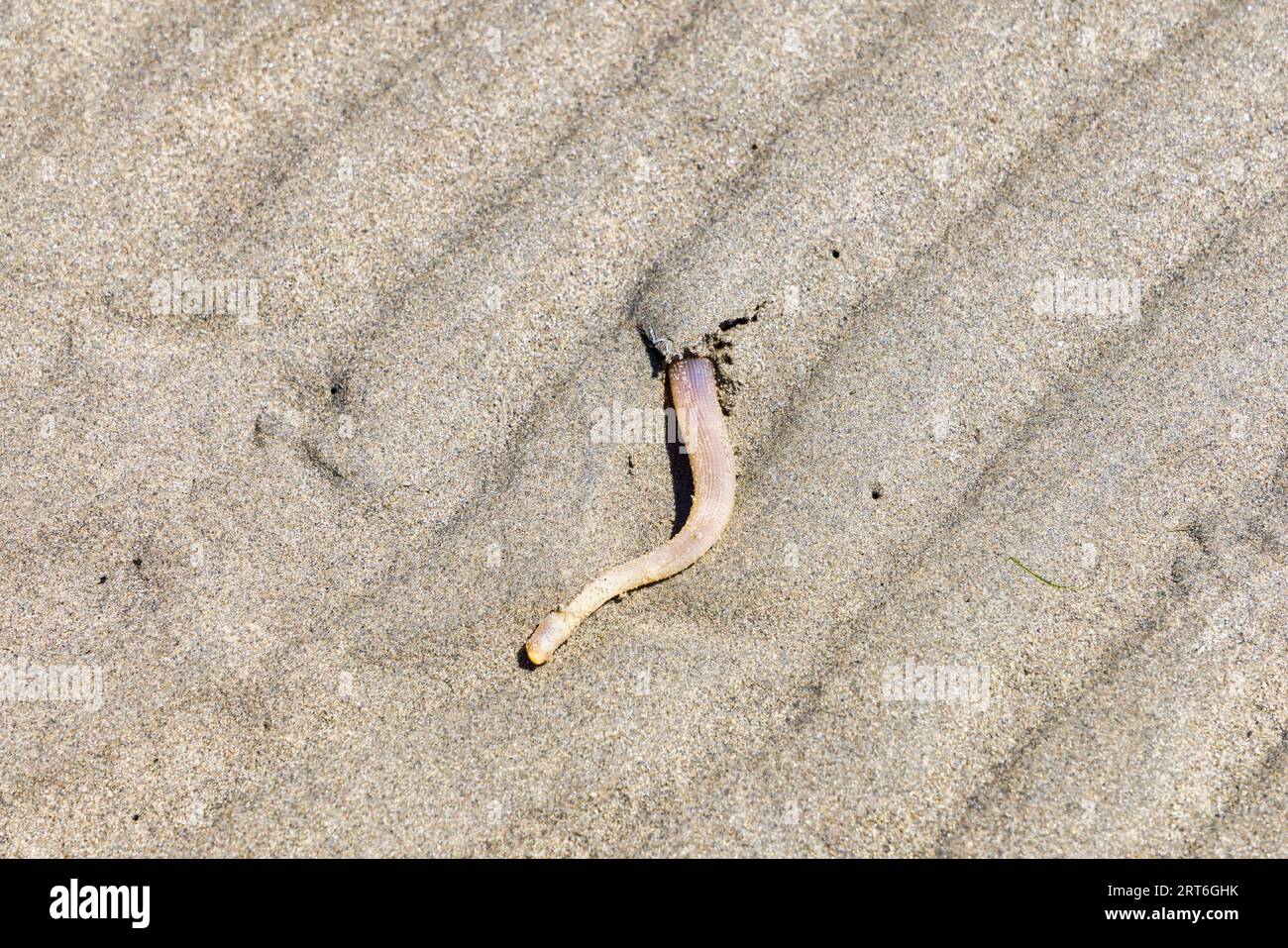 picture of a lugworm that burrows in the sand of a beach at the ...