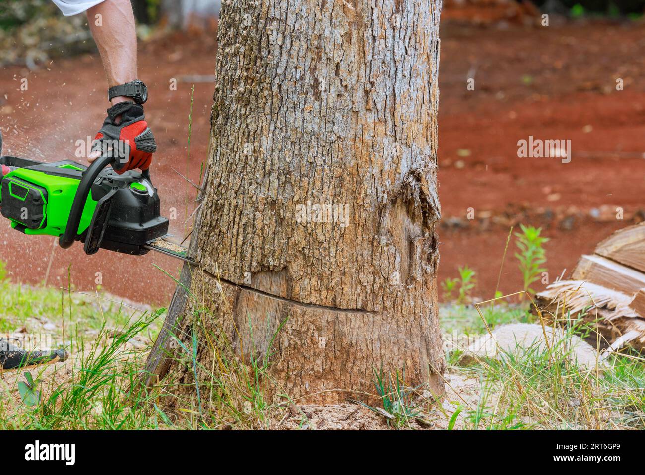 Sawdust flew all directions as woodcutter in forest clearing diligently ...