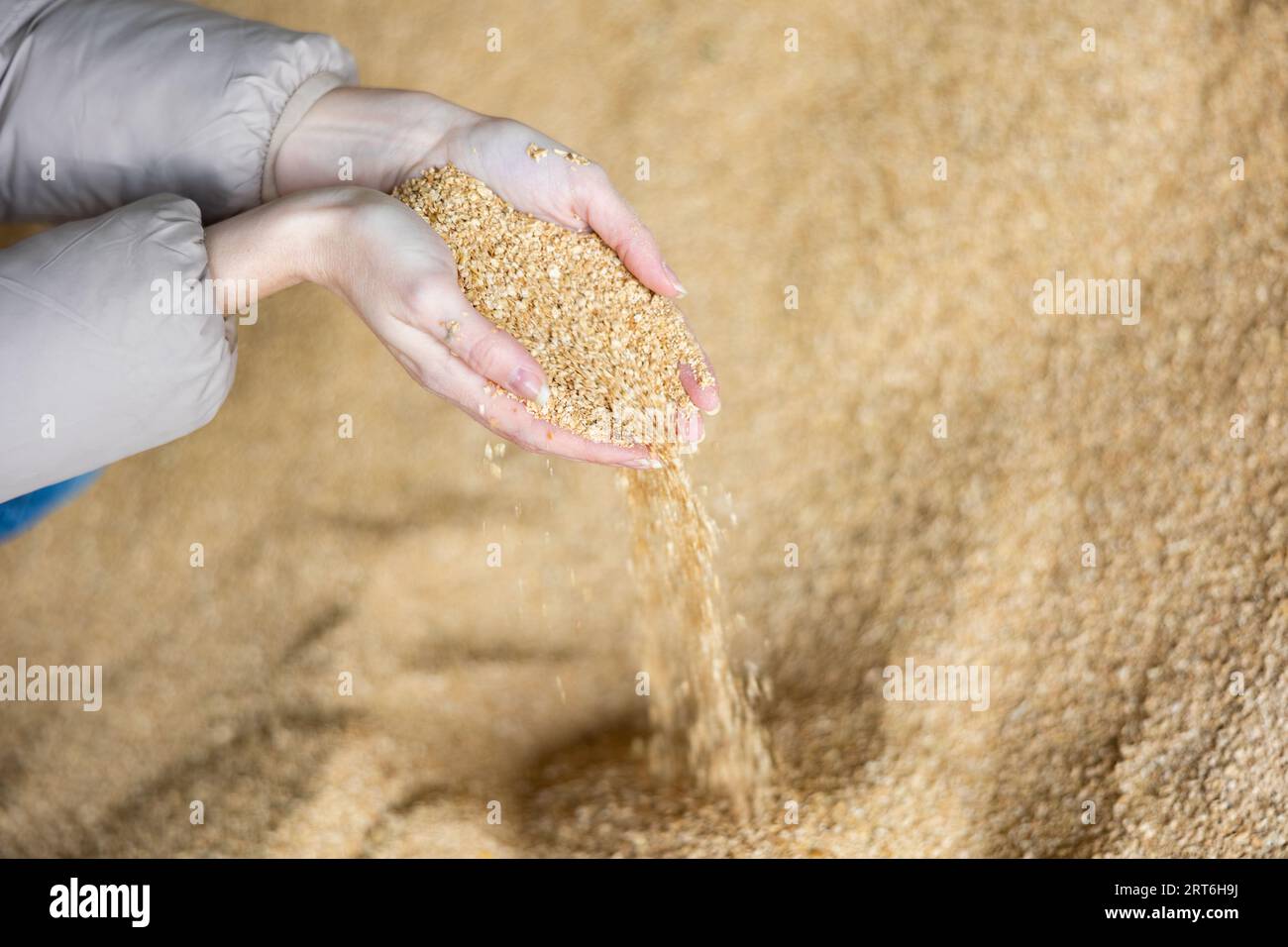 Soybean husk animal feed in farmers hands Stock Photo - Alamy