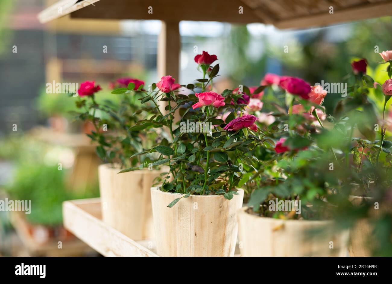 large specimens of room rose are displayed in window of flower store ...