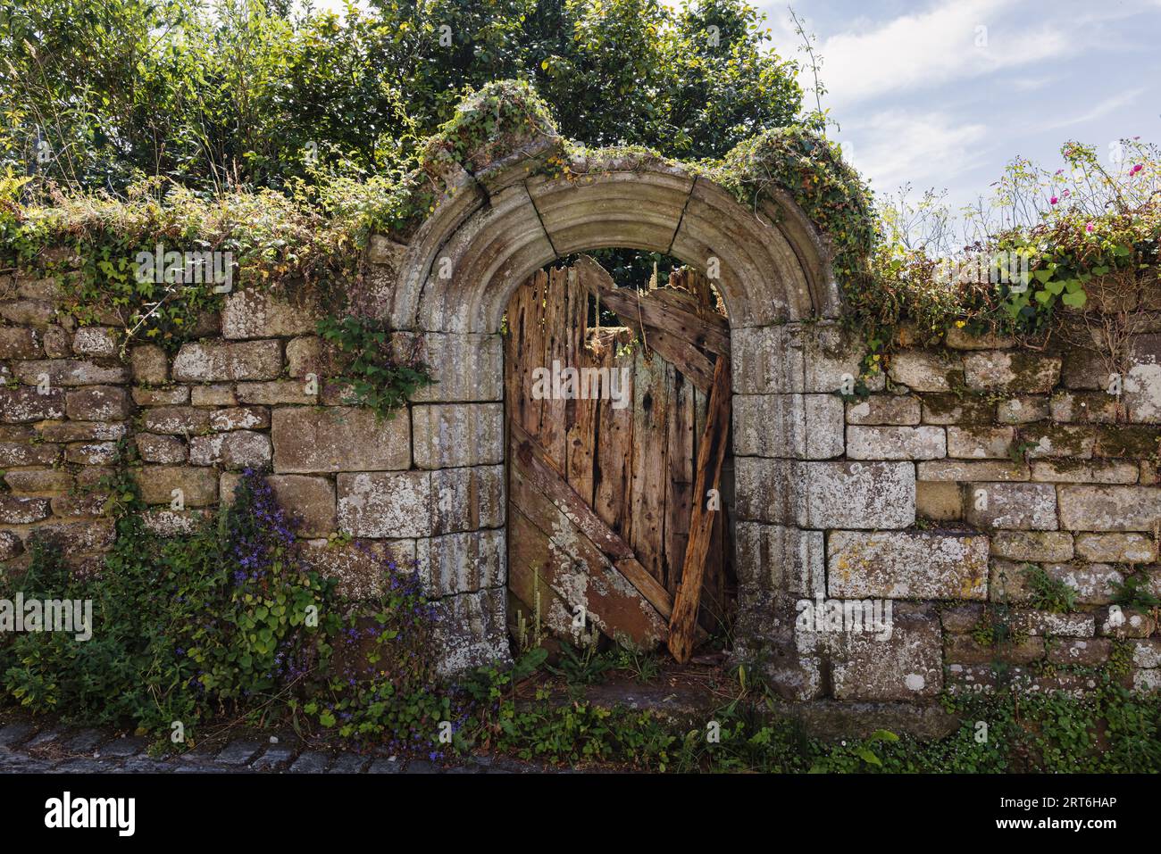 picture of a ruin wall with an old, rotten wooden door, overgrown with ...