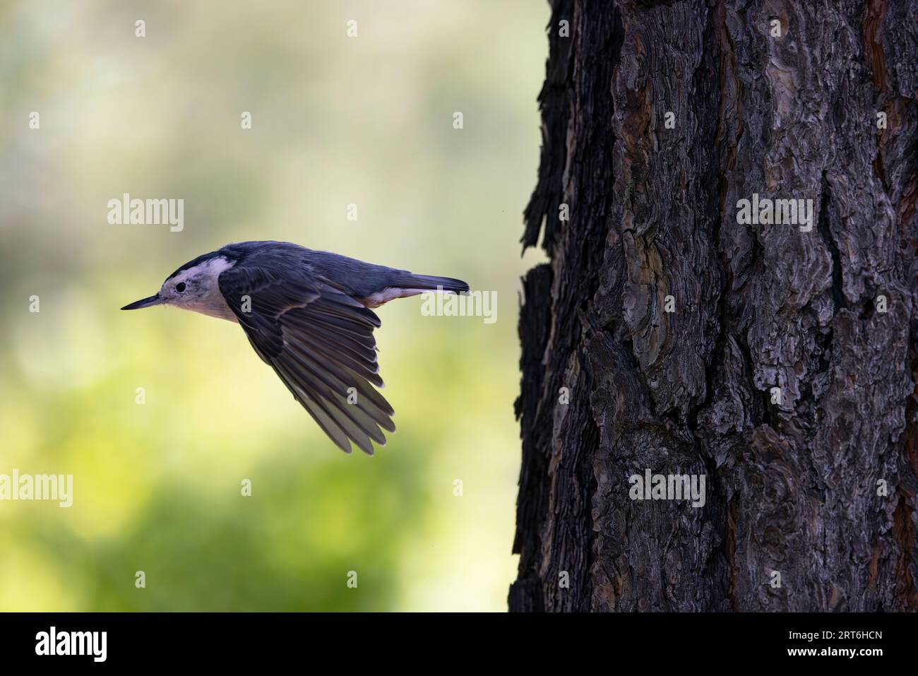 White breasted nuthatch flying from tree trunk with bokeh copy space ...