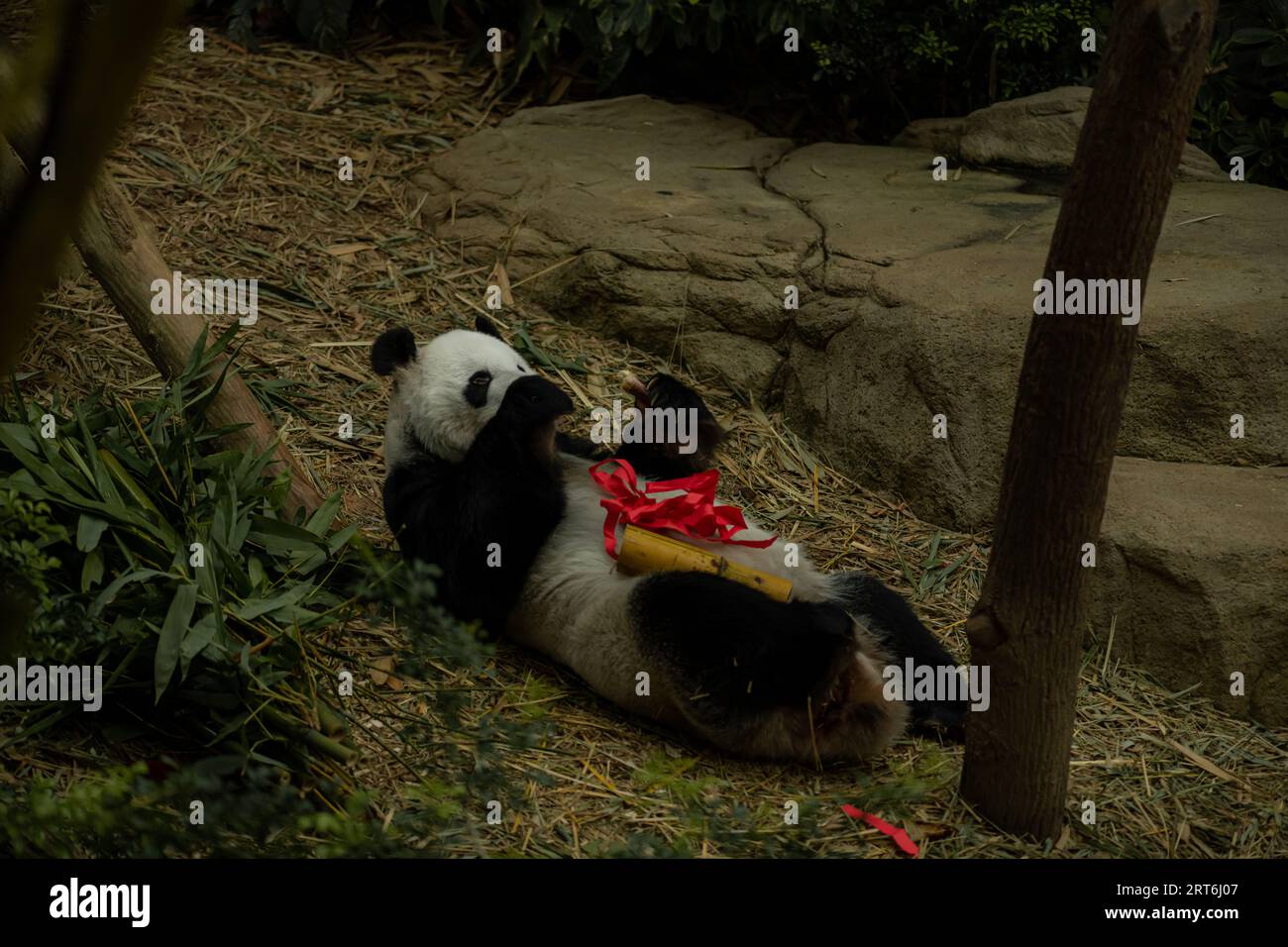 Image of a panda on nature background laying and eating bamboo. Wild ...