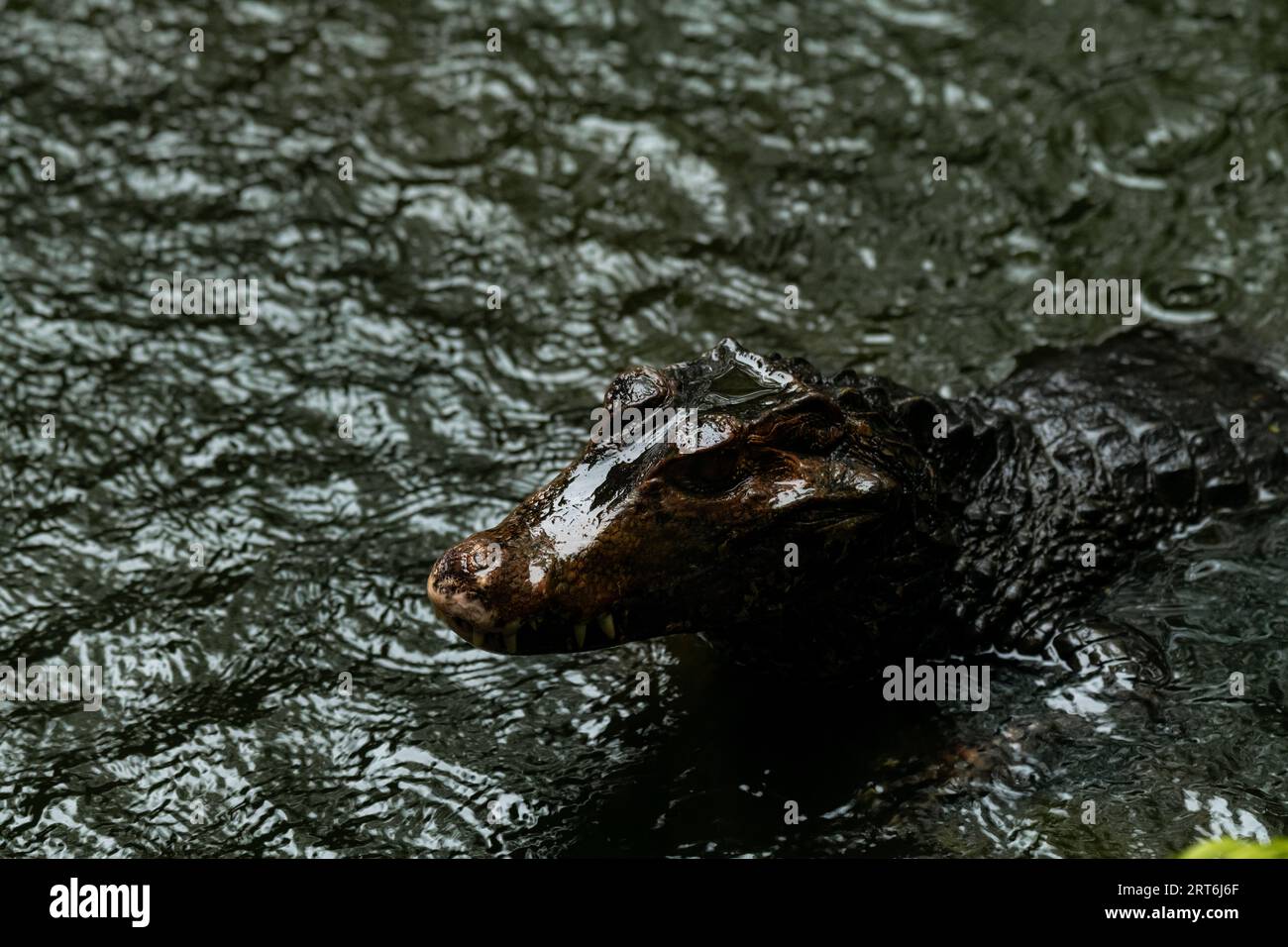 Caiman in the water. The yacare caiman (Caiman yacare), also known ...