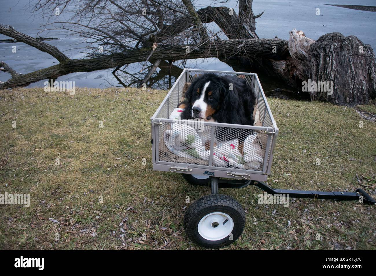 Old Bernese Mountain Dog laying in their cart at the park because they ...