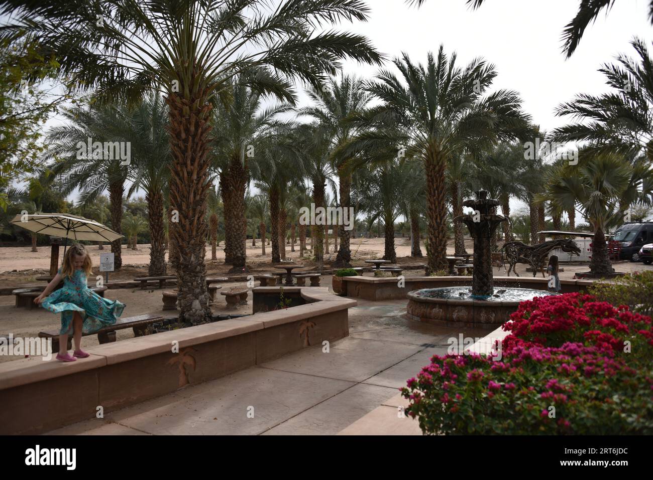 Yuma, AZ USA. 3/14/2023. Martha’s Gardens Medjool Date Farm was founded ...