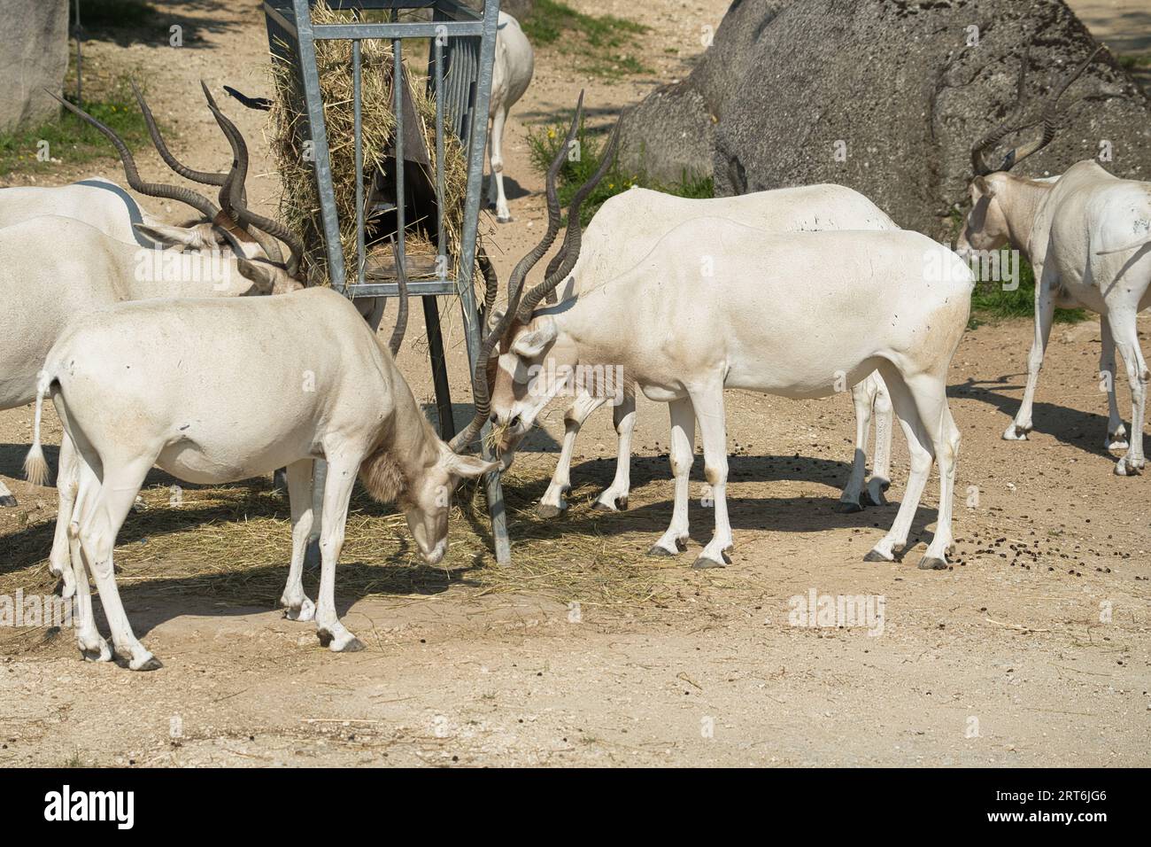 Antelopa addax (Addax nasomaculatus), also known as the white antelope ...