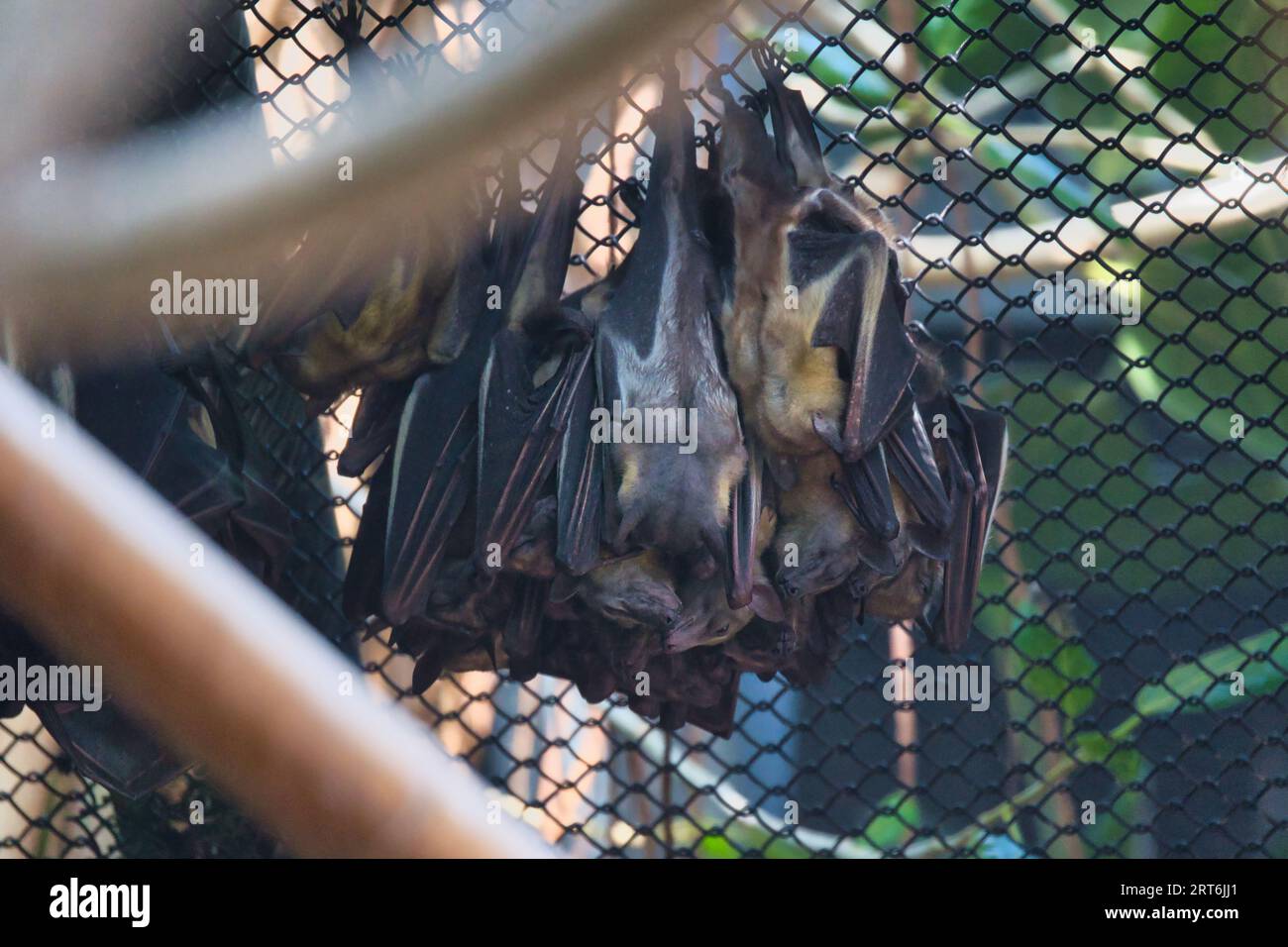 Bats in the Paris zoologic park, formerly known as the Bois de ...