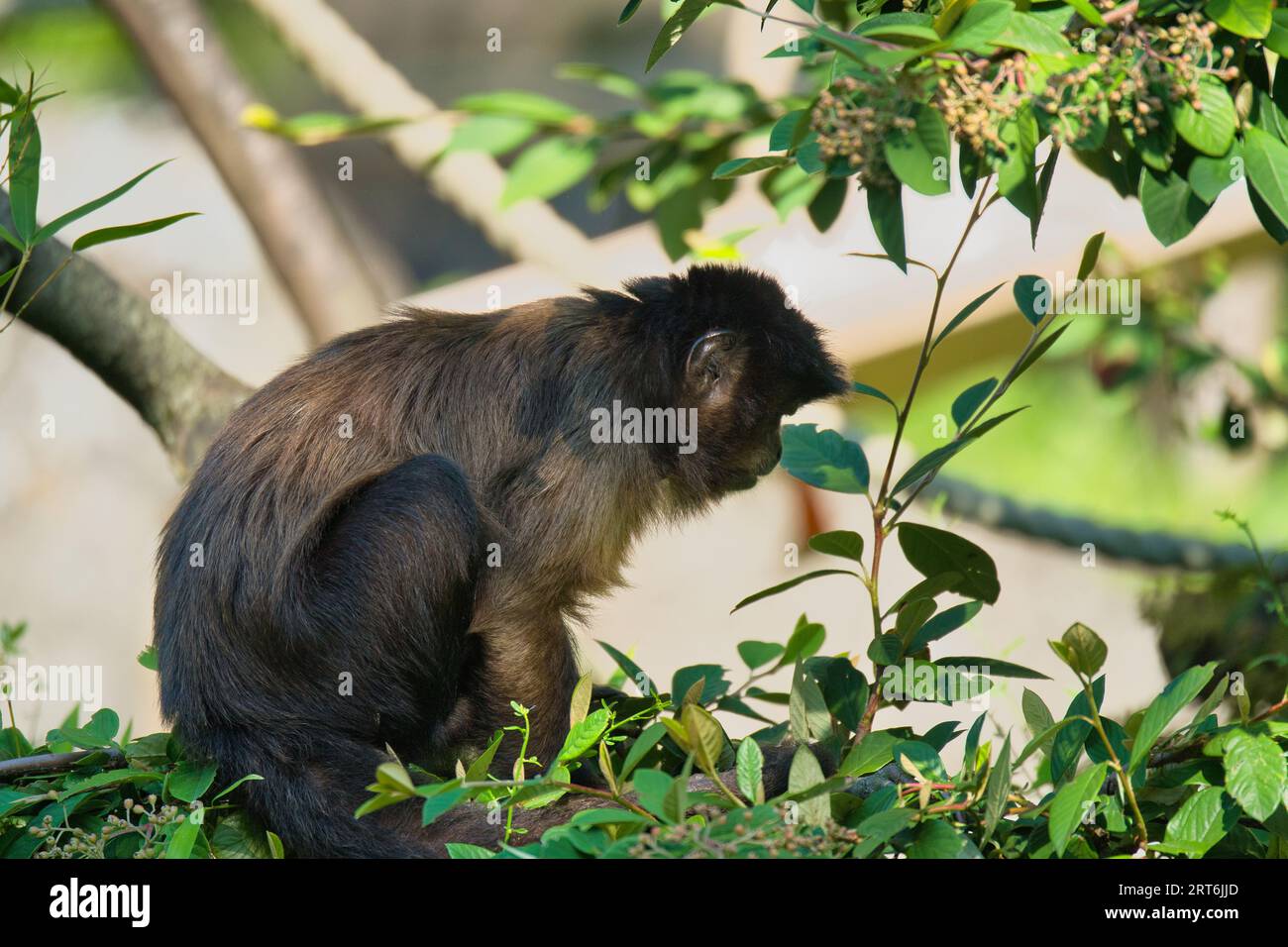 capuchin monkey in the Paris zoologic park, formerly known as the Bois ...