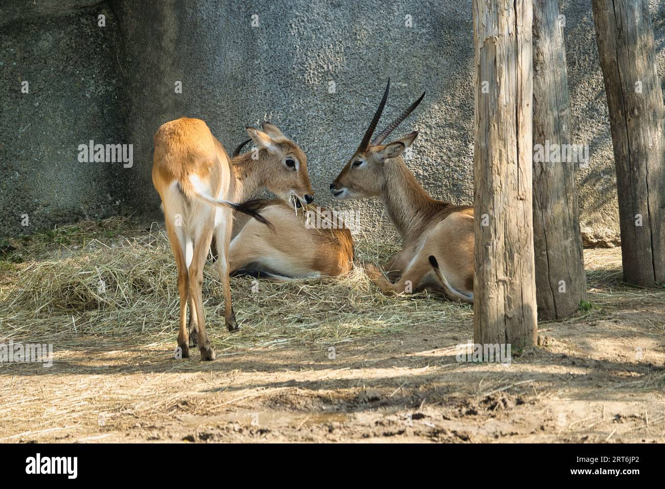 Common Lechwe Antelopes in the Paris zoologic park, formerly known as ...