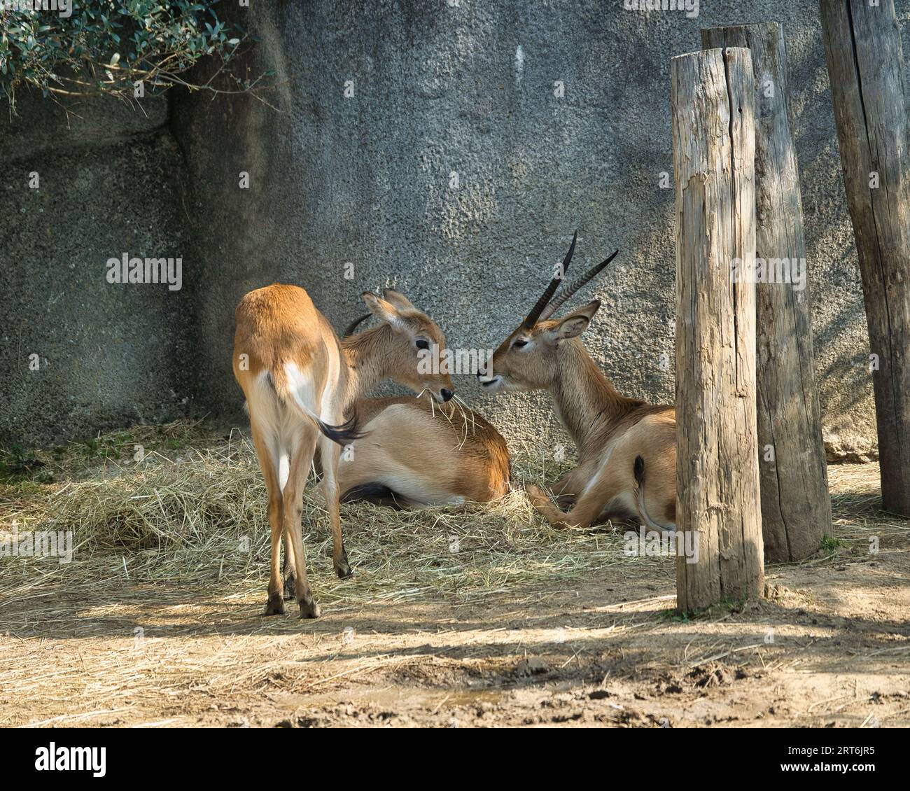 Common Lechwe Antelopes in the Paris zoologic park, formerly known as ...