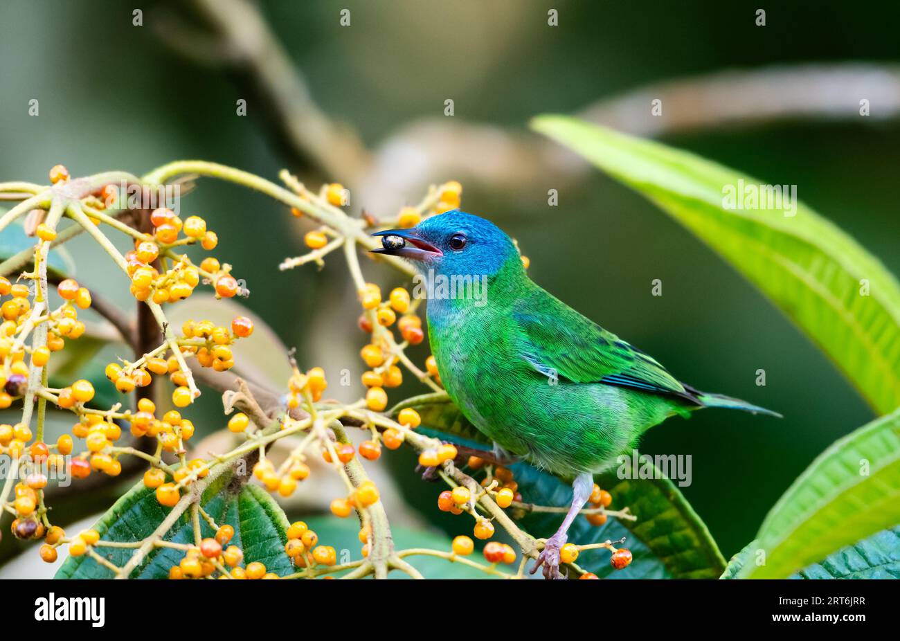 Colorful blue and green bird, Blue Dacnis, eating berries in the ...