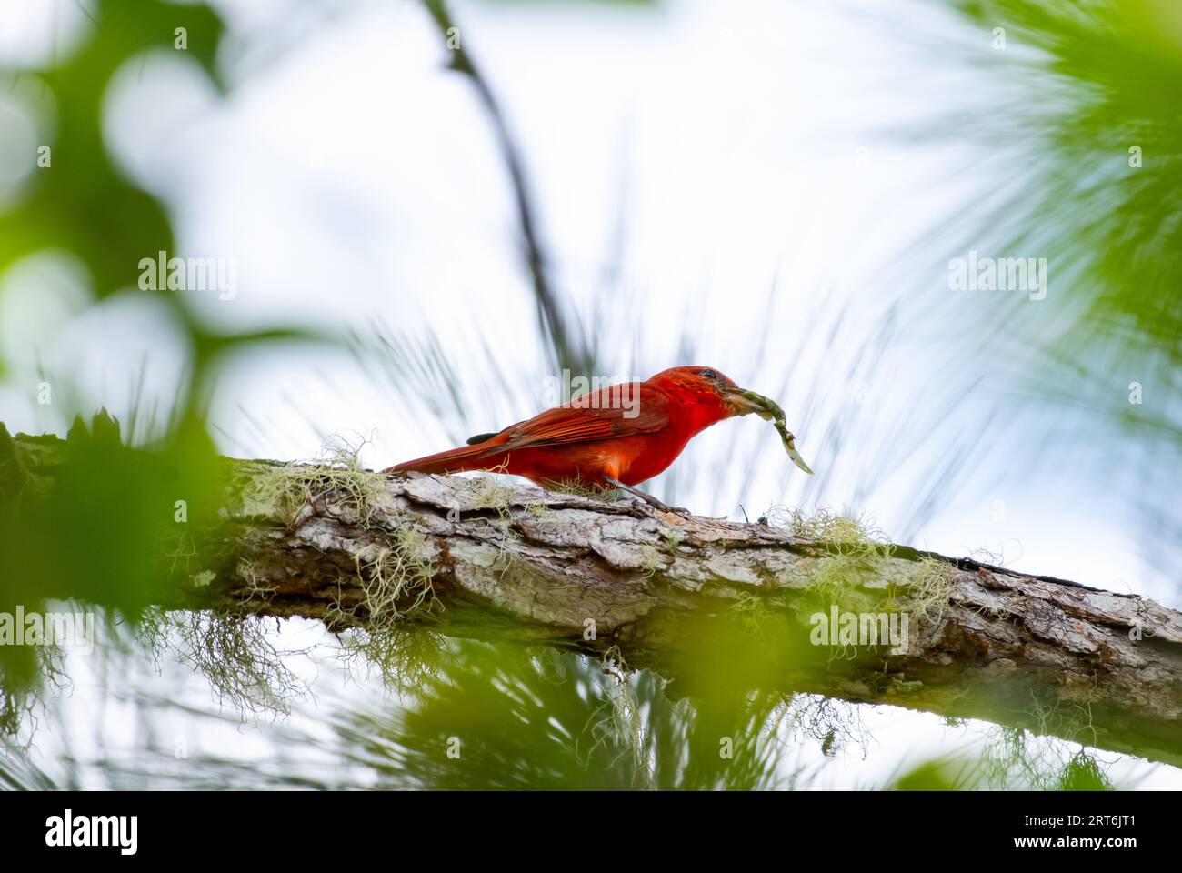 Bright red bird, Hepatic Tanager eating a bug in the rainforest of ...