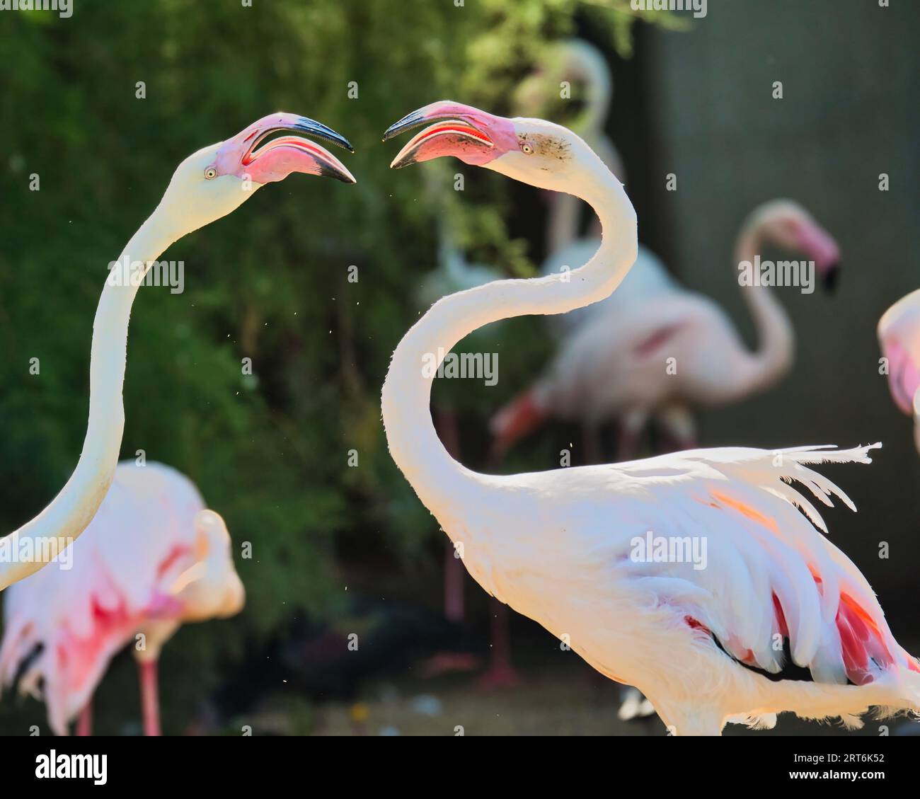 Greater flamingo playing in the Paris zoologic park, formerly known as ...