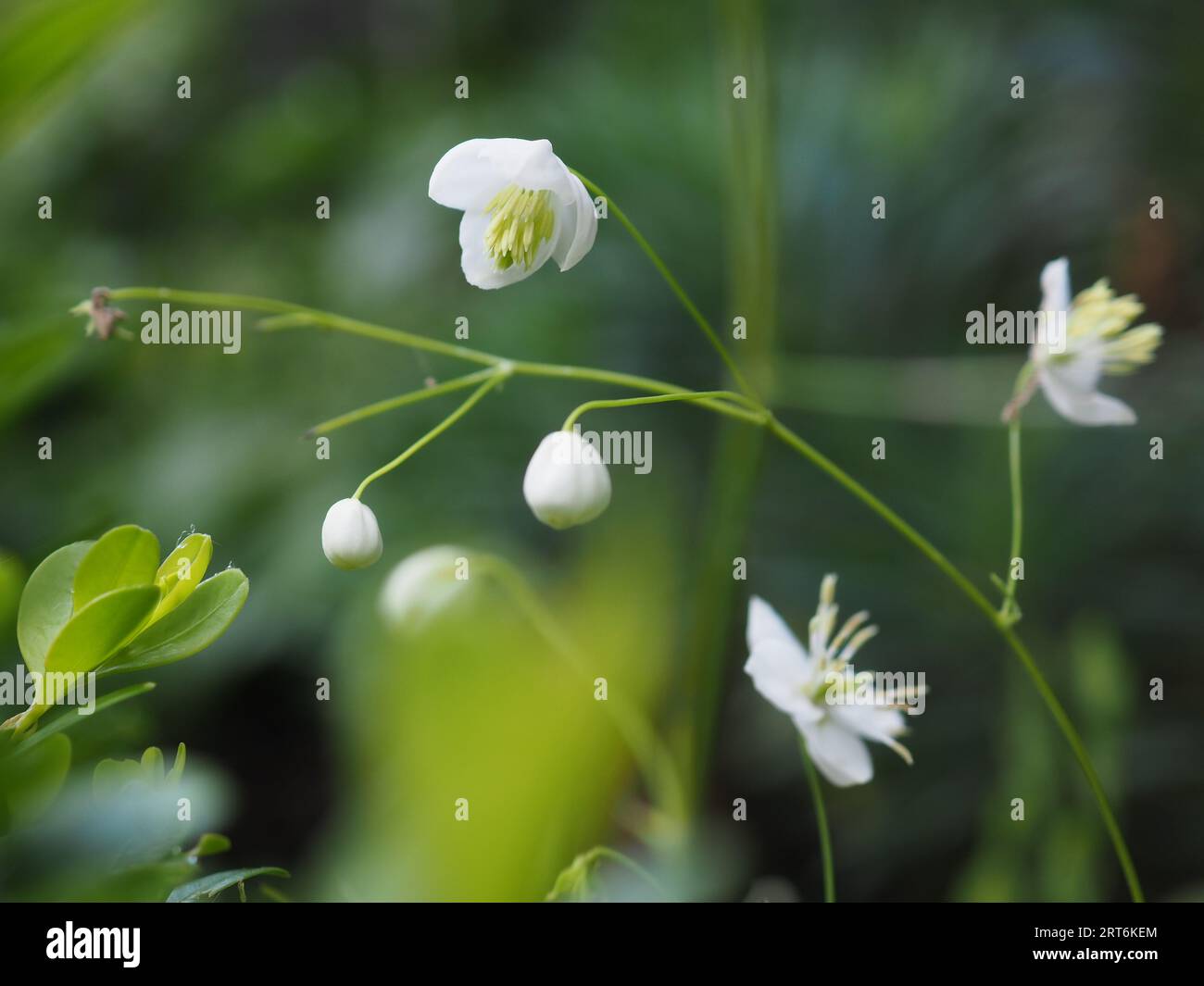 Thalictrum splendid white flowers hi-res stock photography and images ...