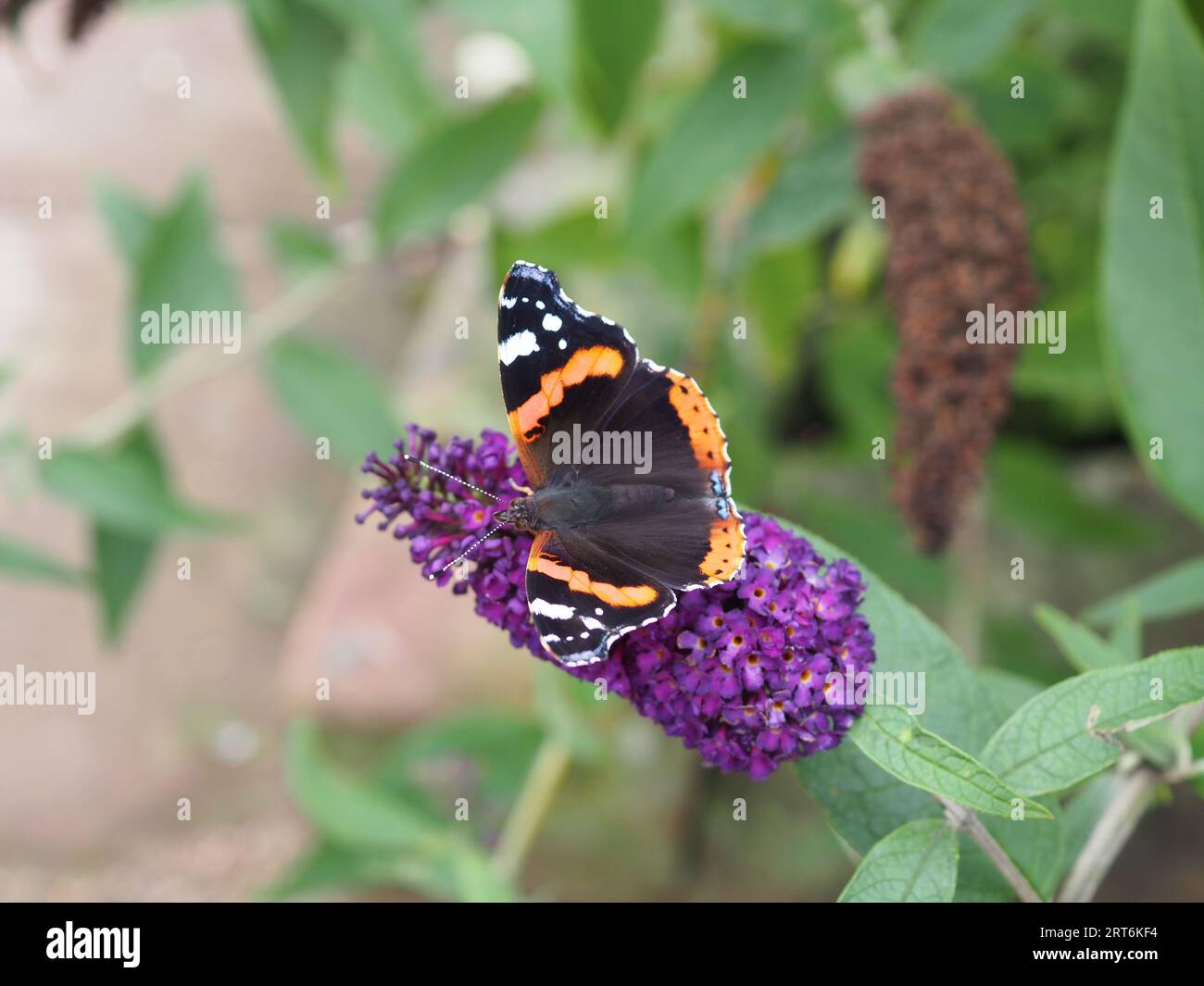 Buddleja davidii hi-res stock photography and images - Alamy
