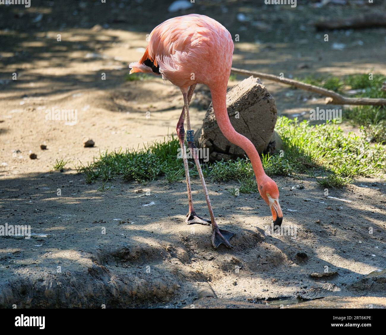 Greater flamingo playing in the Paris zoologic park, formerly known as ...