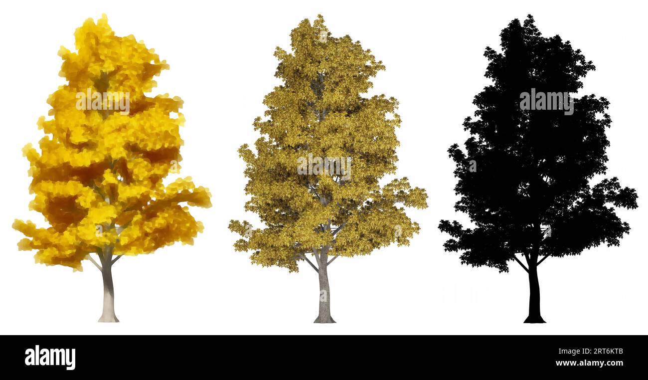 Set or collection of Mockernut Hickory trees, painted, natural and as a ...