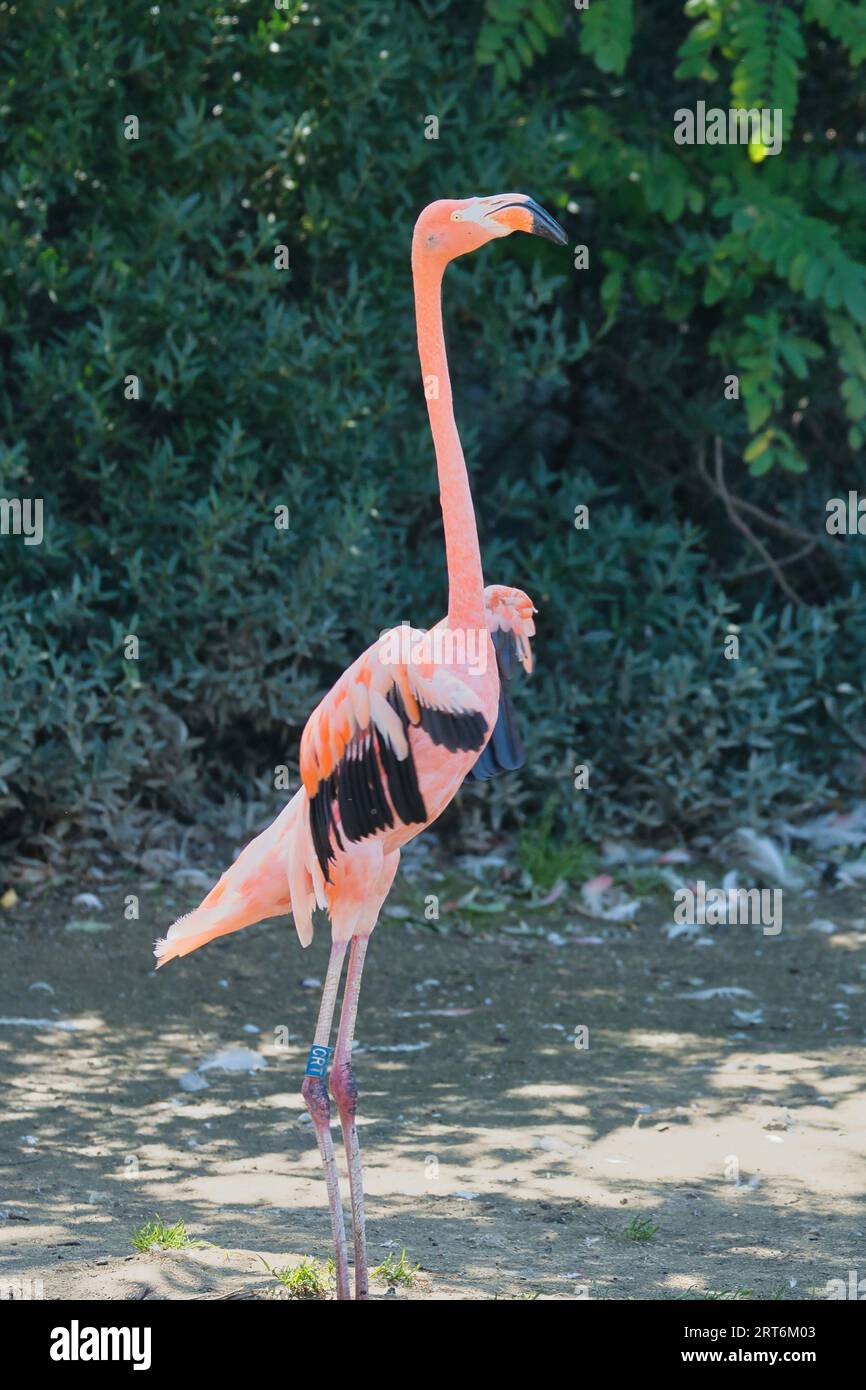 Greater flamingo playing in the Paris zoologic park, formerly known as ...