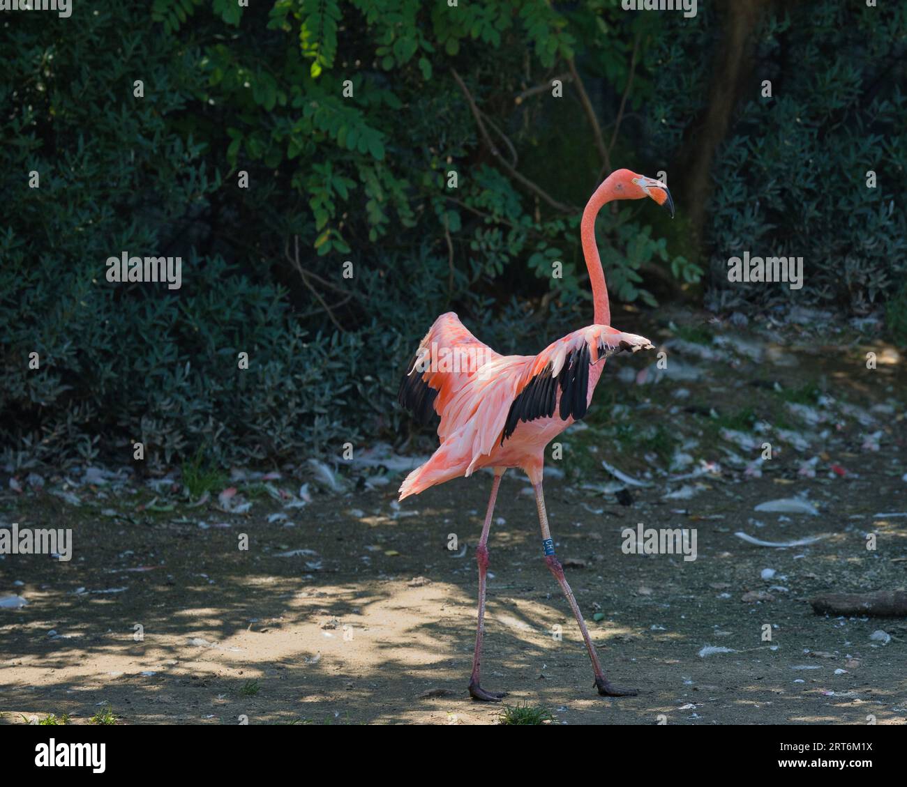 Greater flamingo playing in the Paris zoologic park, formerly known as ...
