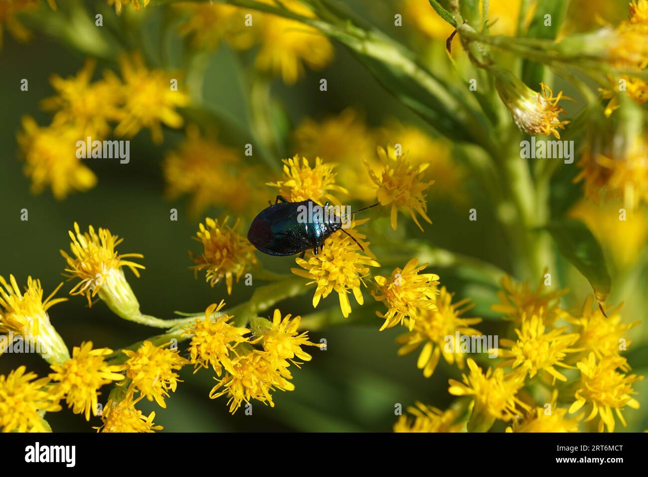 Blue Shieldbug Zicrona caerulea. Subfamily Asopinae. Family Stink bugs ...