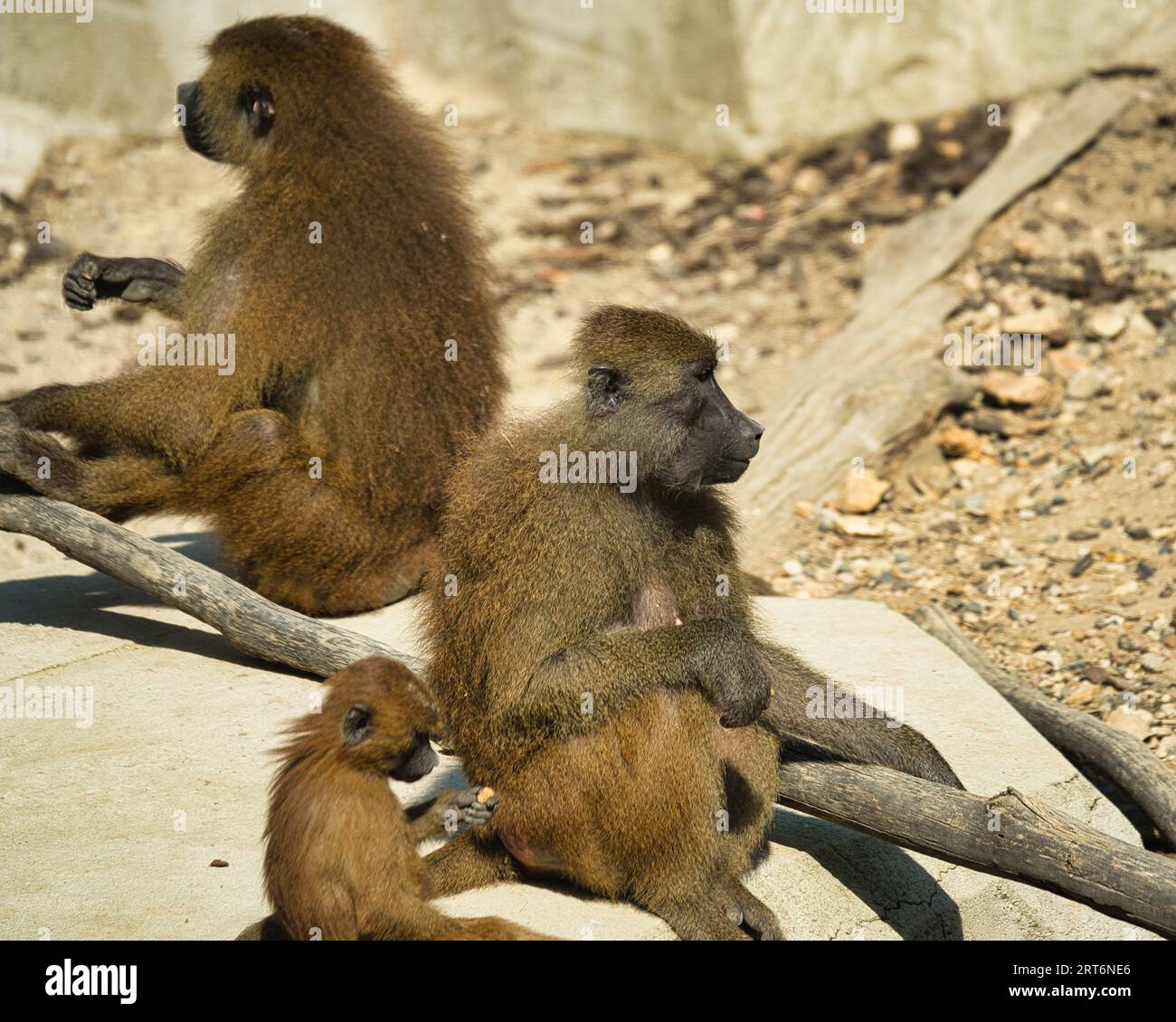 Guinea baboons in the Paris zoologic park, formerly known as the Bois ...