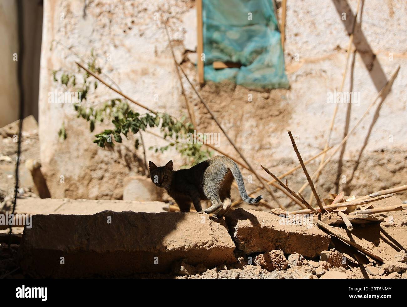 Morocco earthquake cat hi-res stock photography and images - Alamy