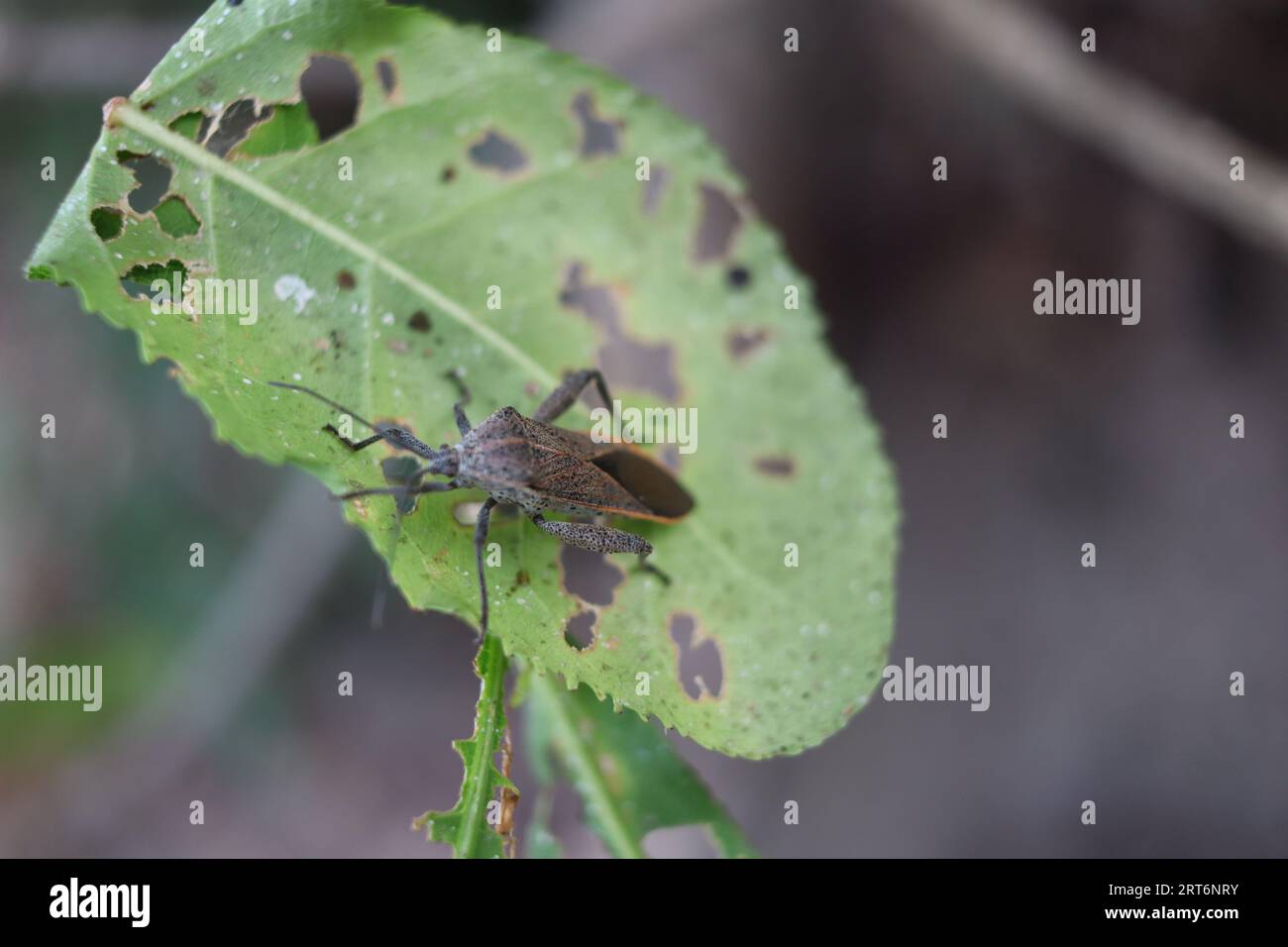 Wind grasshopper on a hollow leaf Stock Photo - Alamy