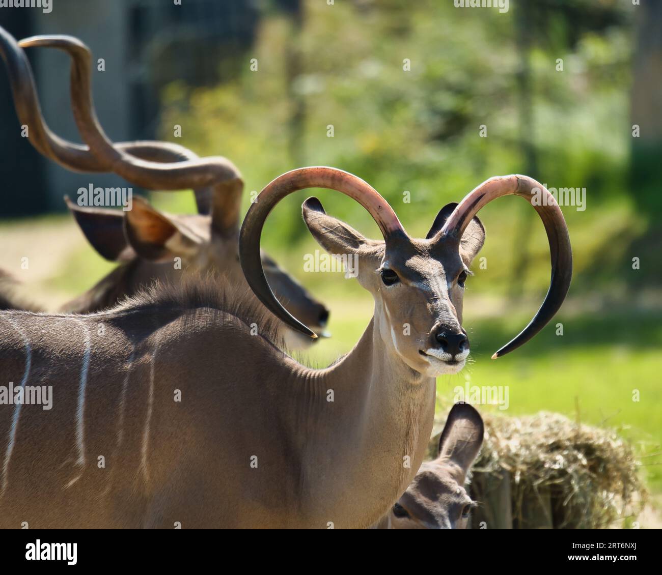 Kudu bull in the Paris zoologic park, formerly known as the Bois de ...