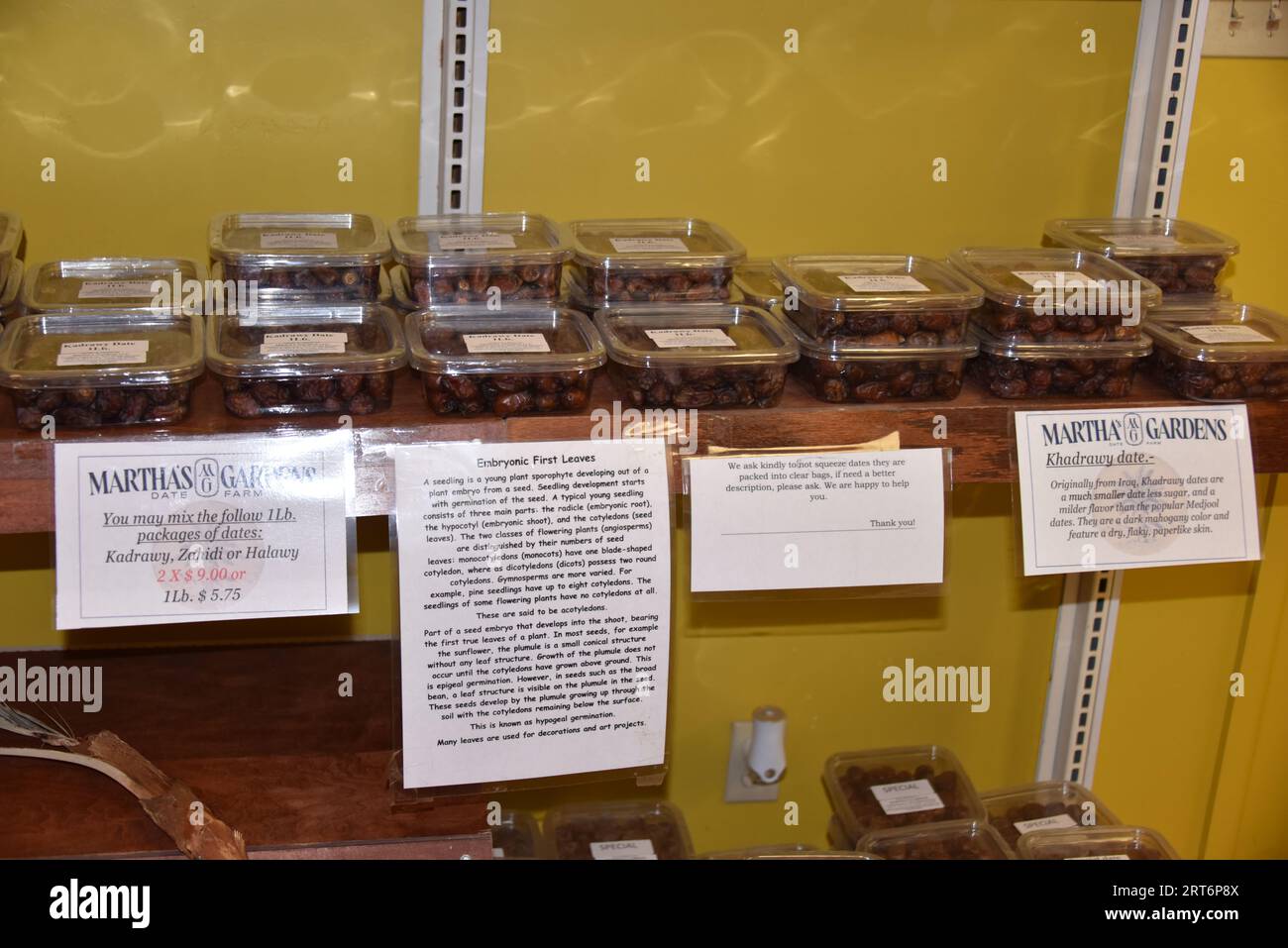 Yuma, AZ USA. 3/14/2023. Martha’s Gardens Medjool Date Farm was founded ...