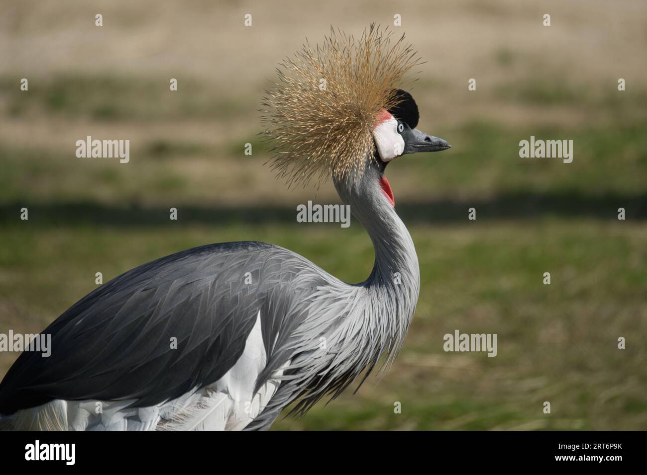 National Bird of Uganda, grey crowned crane in the Paris zoologic park ...