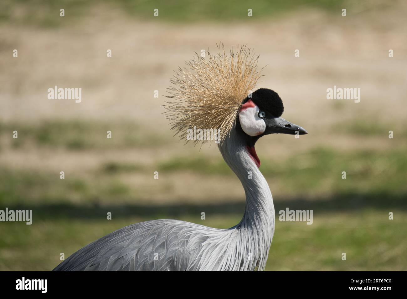National Bird of Uganda, grey crowned crane in the Paris zoologic park ...